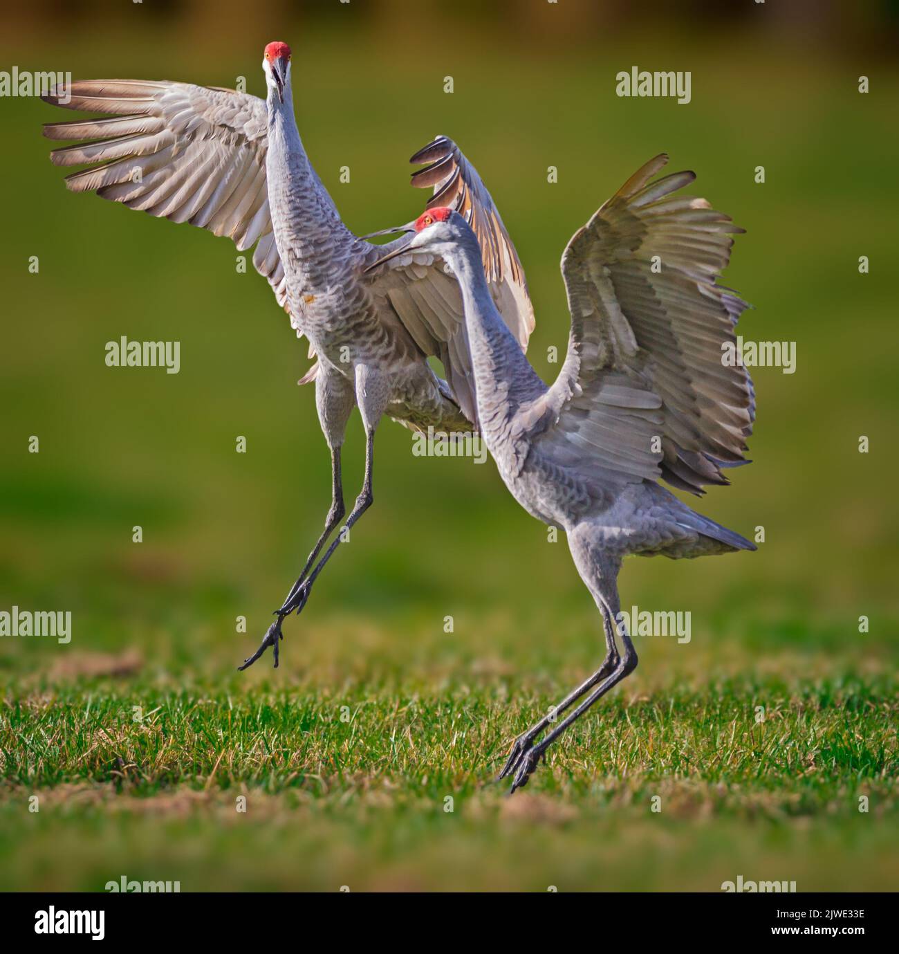 Mating sandhill cranes dance in the air Stock Photo - Alamy