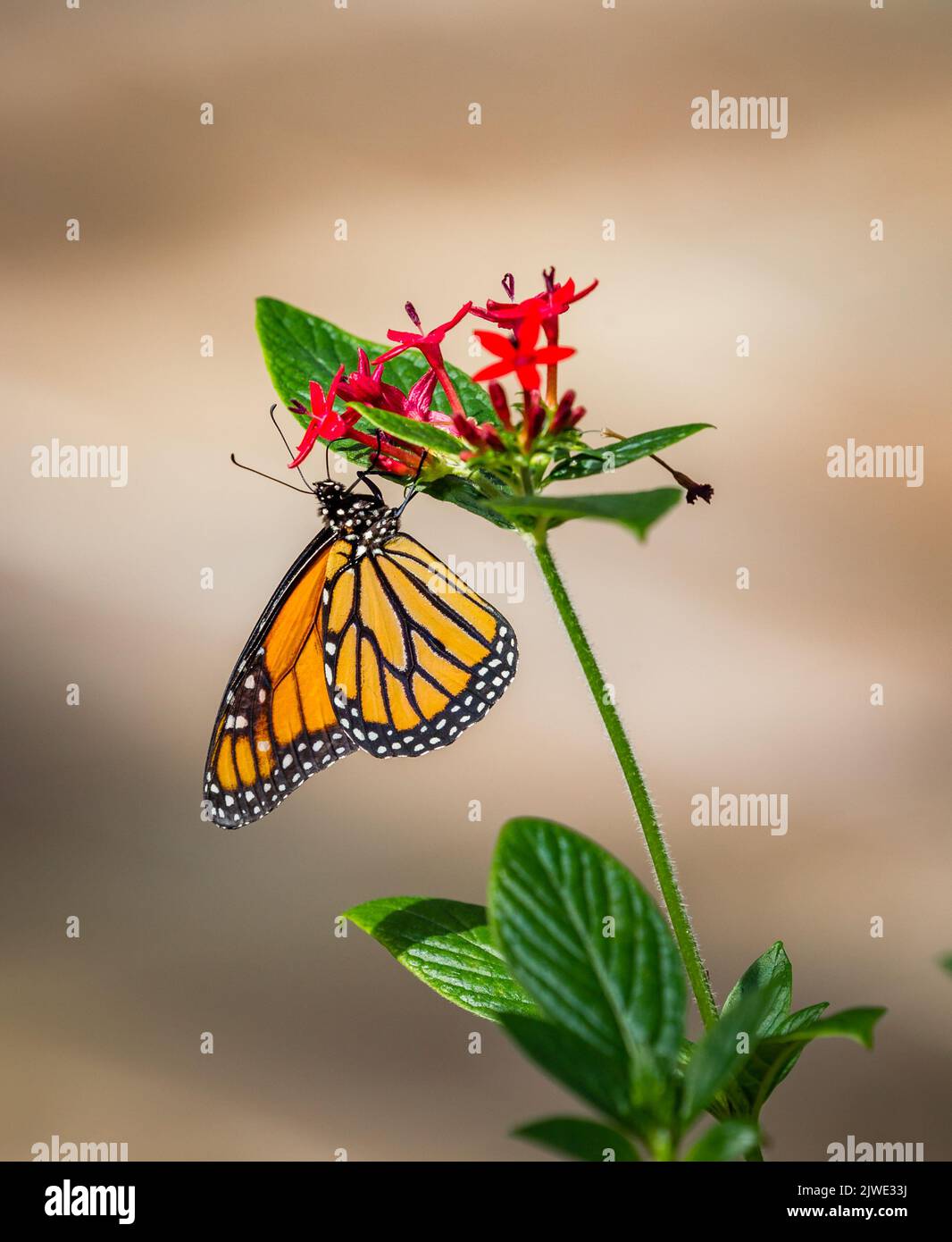 Monarch butterfly with soft background Stock Photo - Alamy