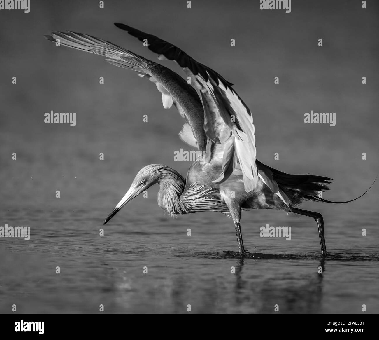 In breeding plumage Black and White Stock Photos & Images - Alamy