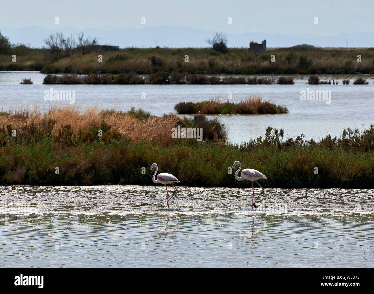 Comacchio (Fe), Italy, some flamingos at the Comacchio fishing valley ...