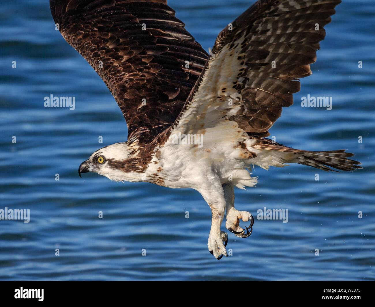 Osprey, bird of prey in horizontal flight Stock Photo - Alamy