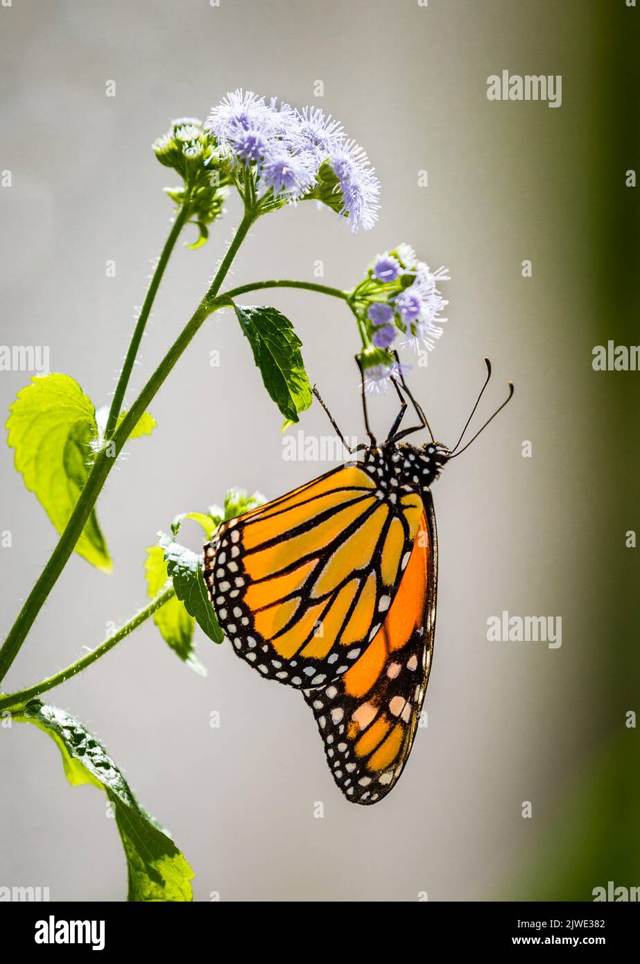 Profile of Monarch Butterfly eating Stock Photo - Alamy