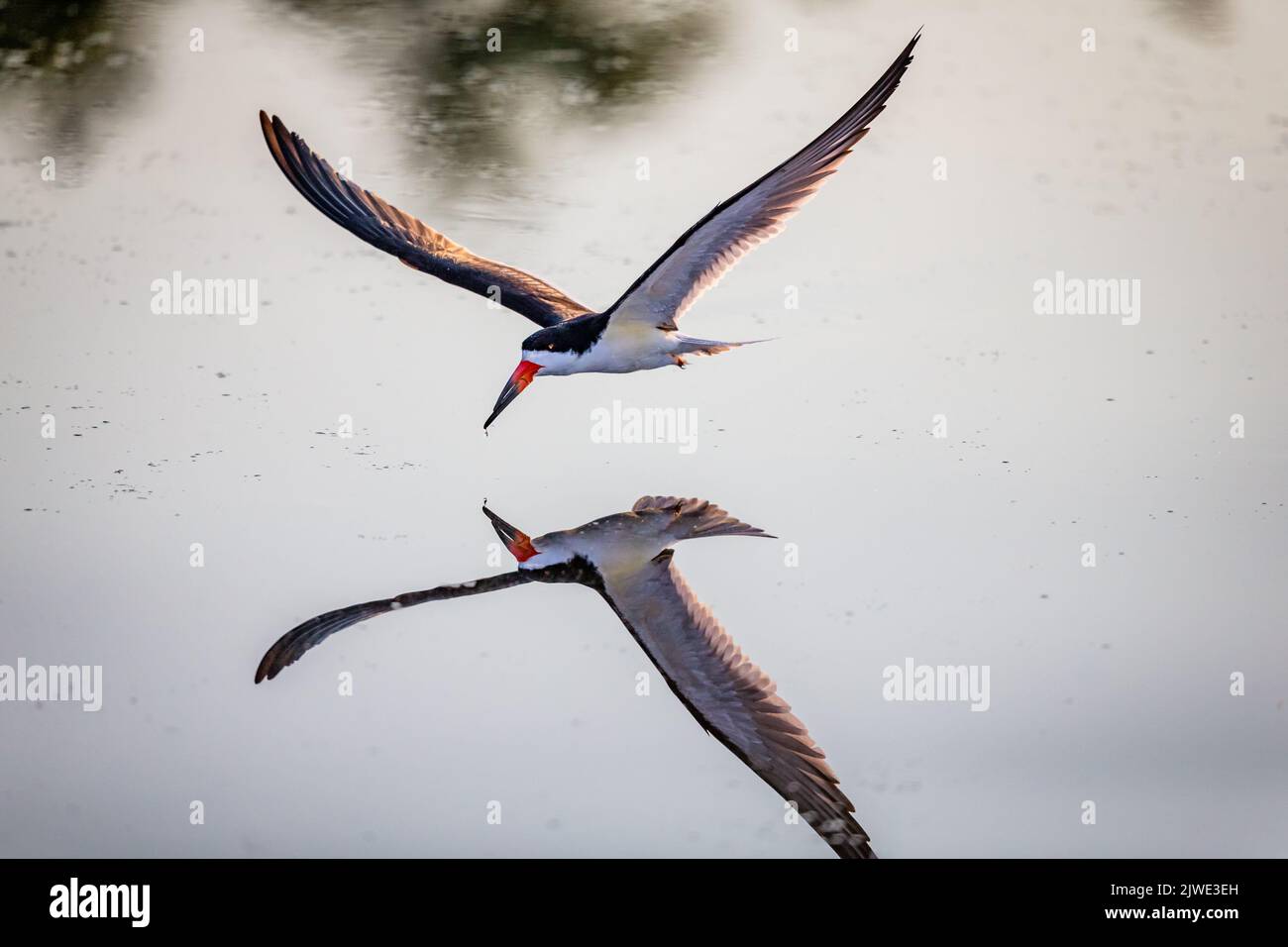 Skimmers In Fishing at Martha Ehrlich blog