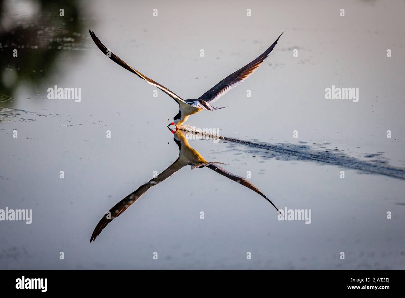 Skimmers In Fishing at Martha Ehrlich blog