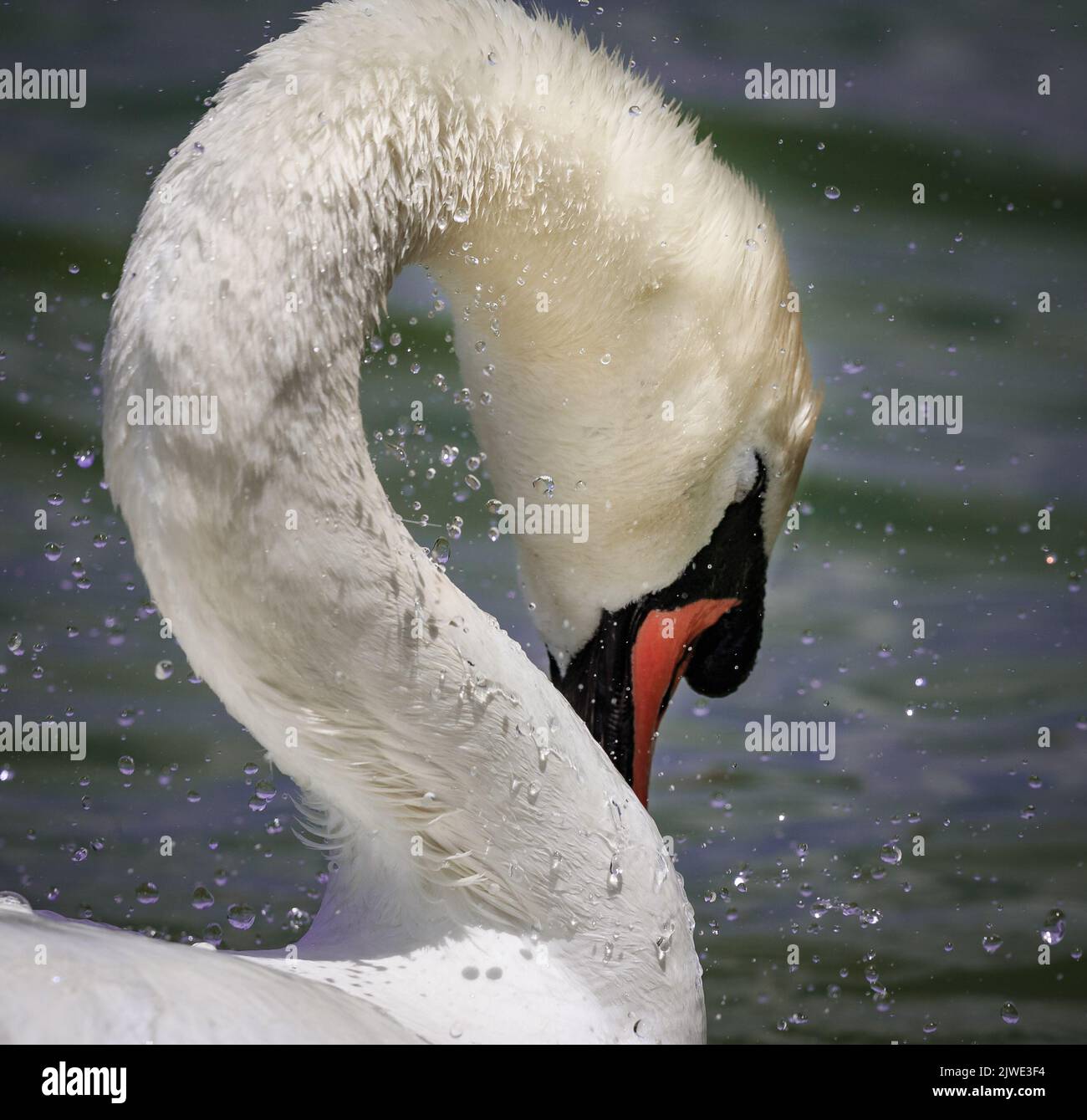 Splashing swan hi-res stock photography and images - Alamy