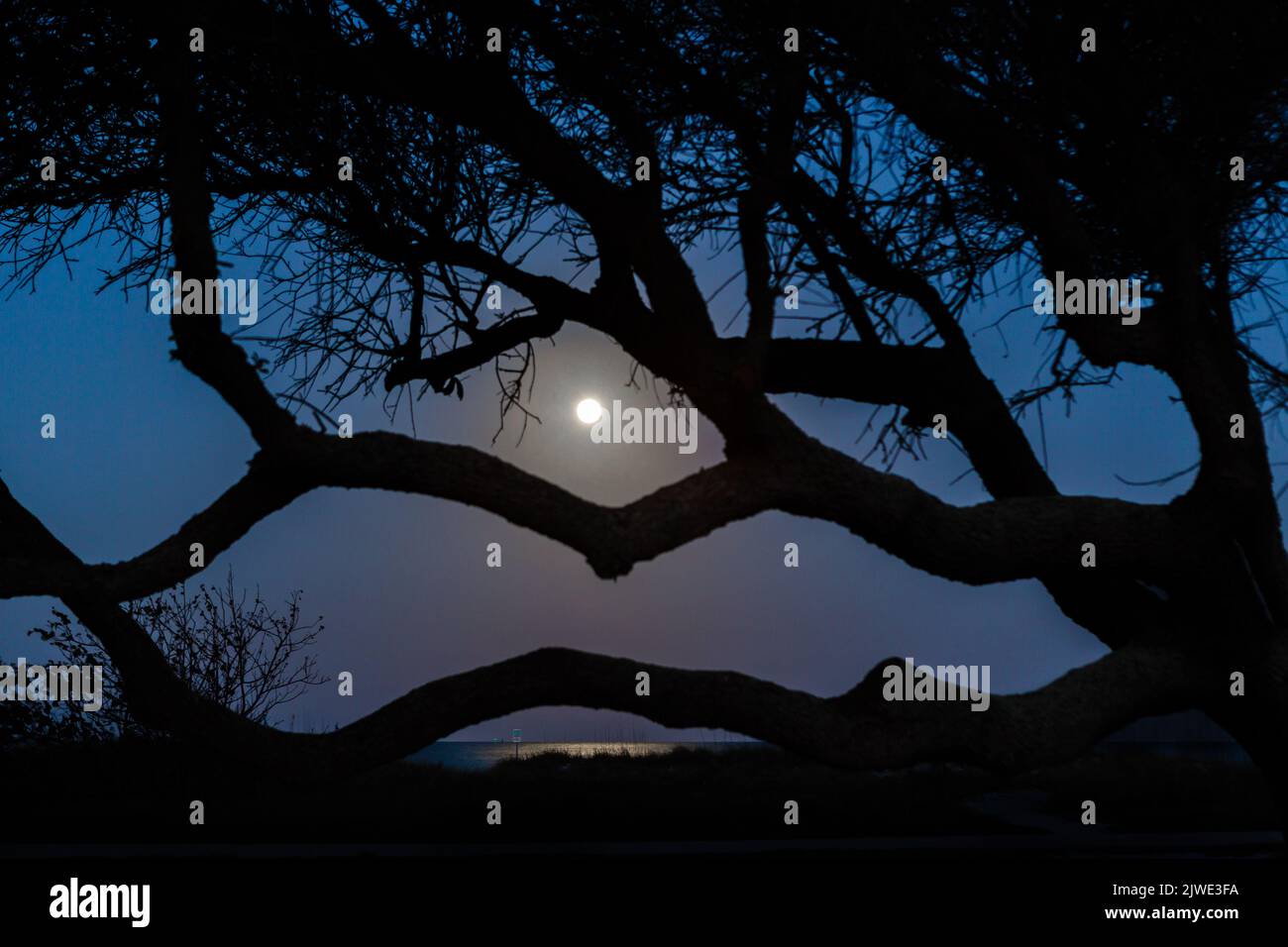 Spooky night scene for haunted Halloween Stock Photo - Alamy