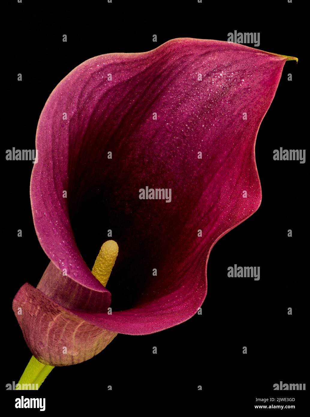 calla flower growing on white background, zantedeschia f Stock Photo ...