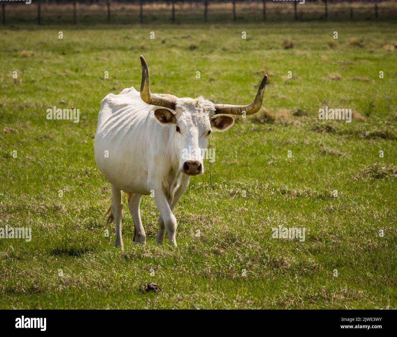 White longhorn steer in Florida Stock Photo - Alamy