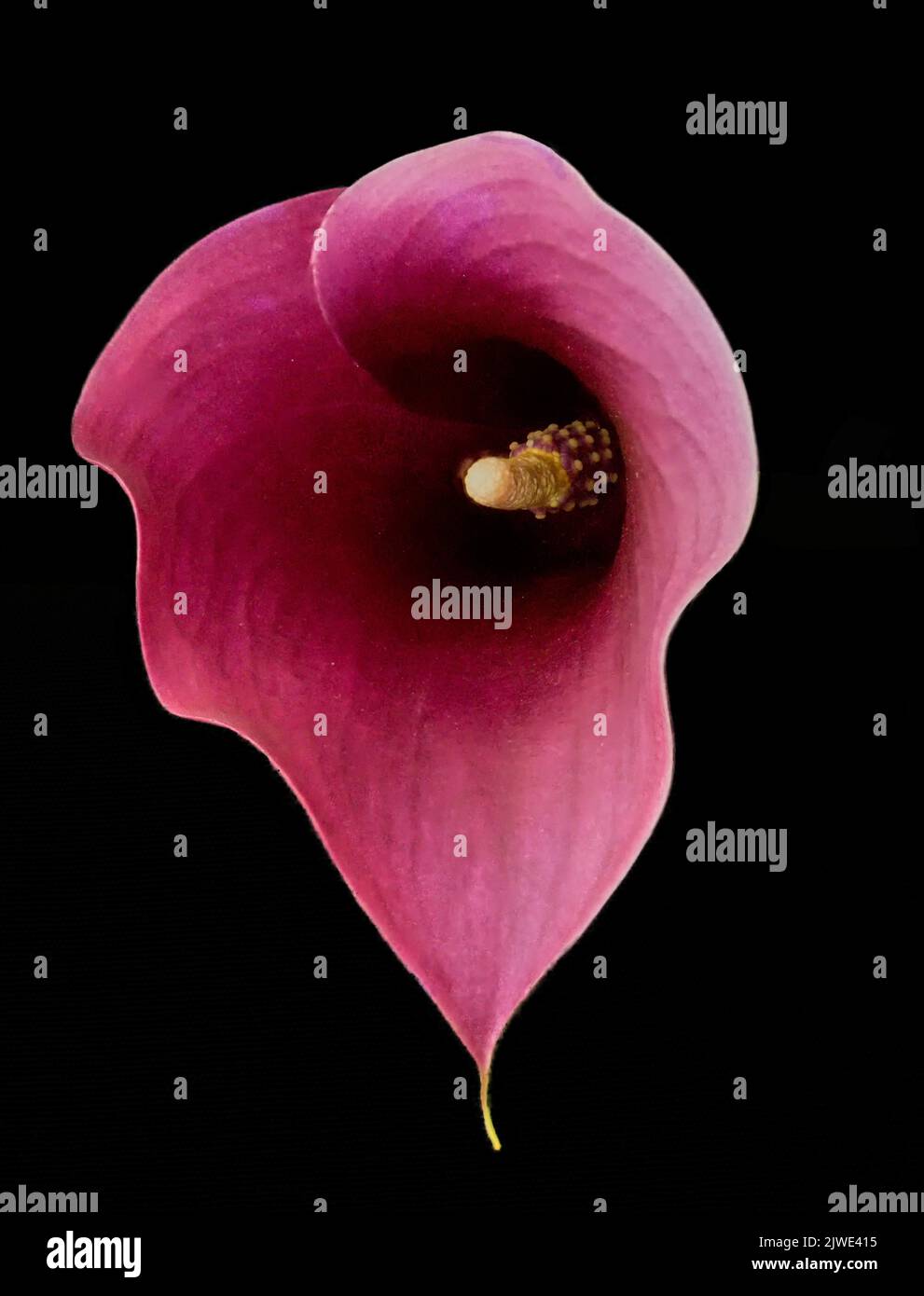 calla flower growing on white background, zantedeschia f Stock Photo ...