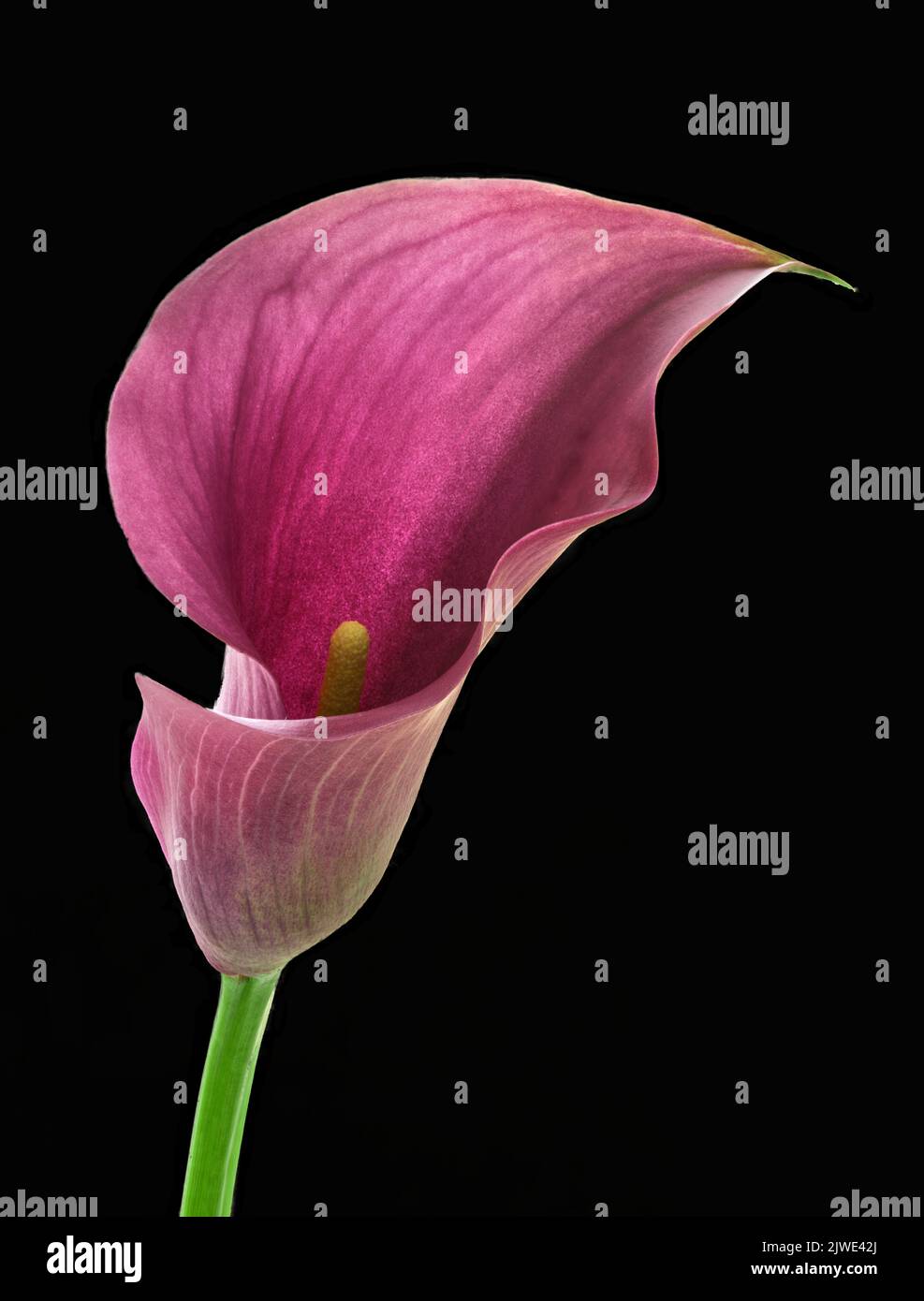 calla flower growing on white background, zantedeschia f Stock Photo ...