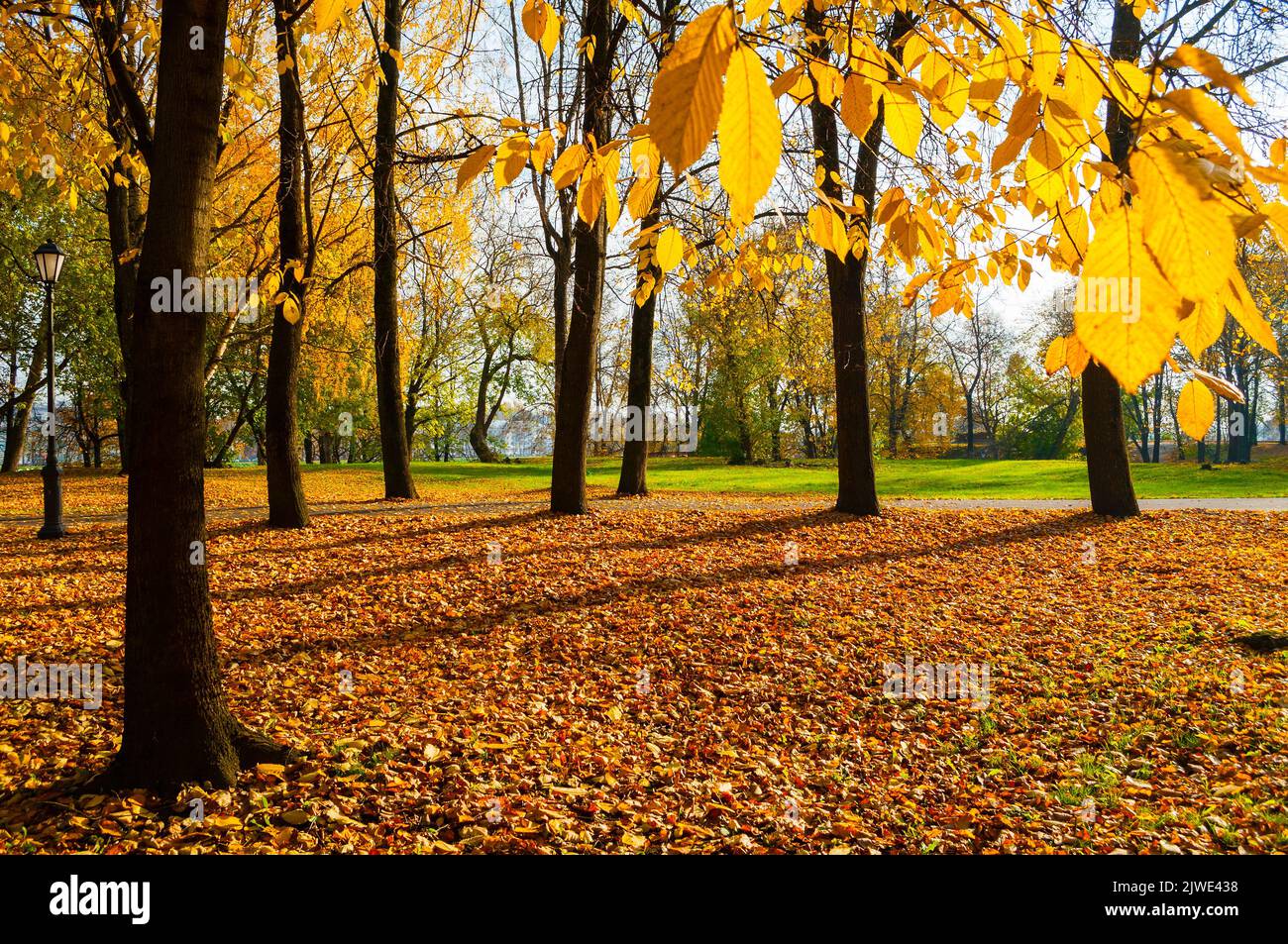 Autumn park, autumn trees with golden autumn leaves. Colourful autumn ...