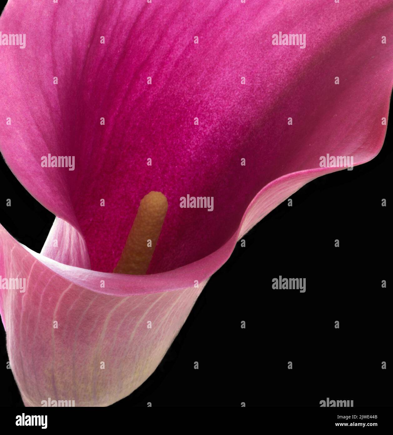 calla flower growing on white background, zantedeschia f Stock Photo ...