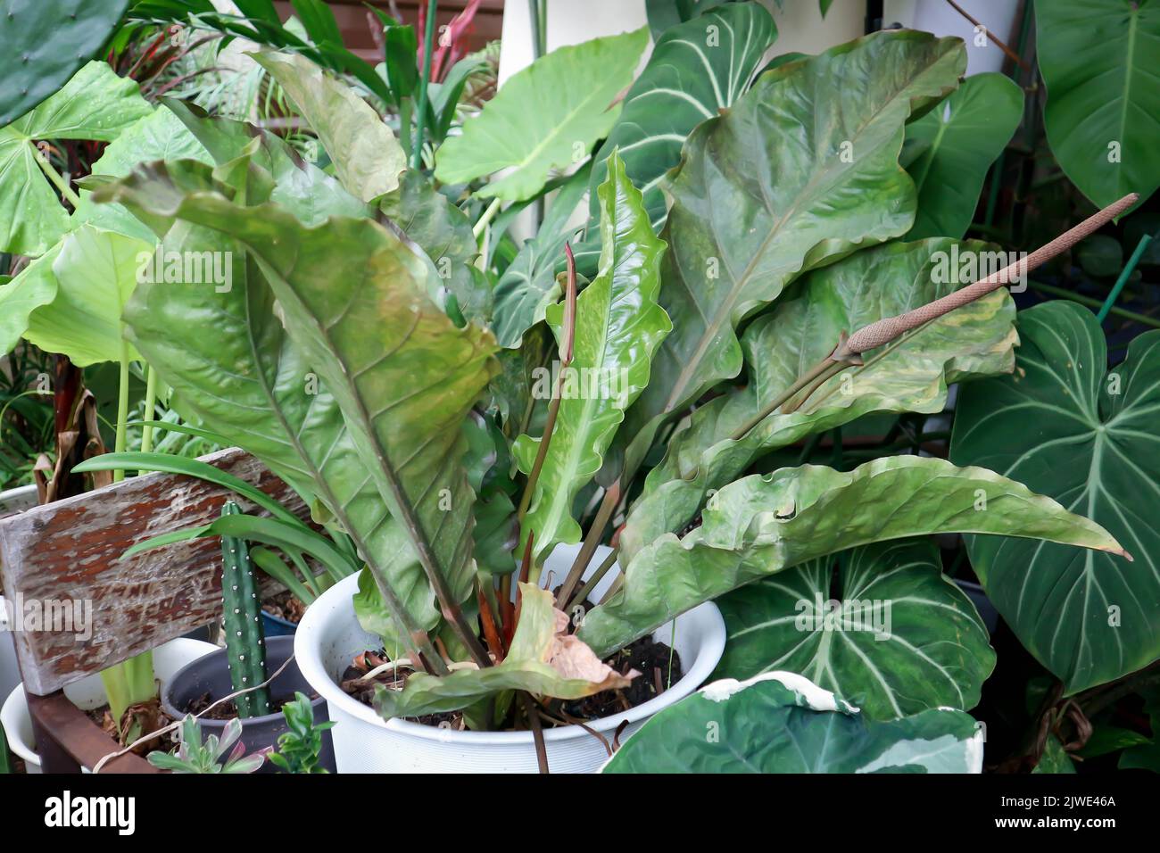 Anthurium , Renaissance or Anthurium Renaissance or ARACEAE plant Stock ...
