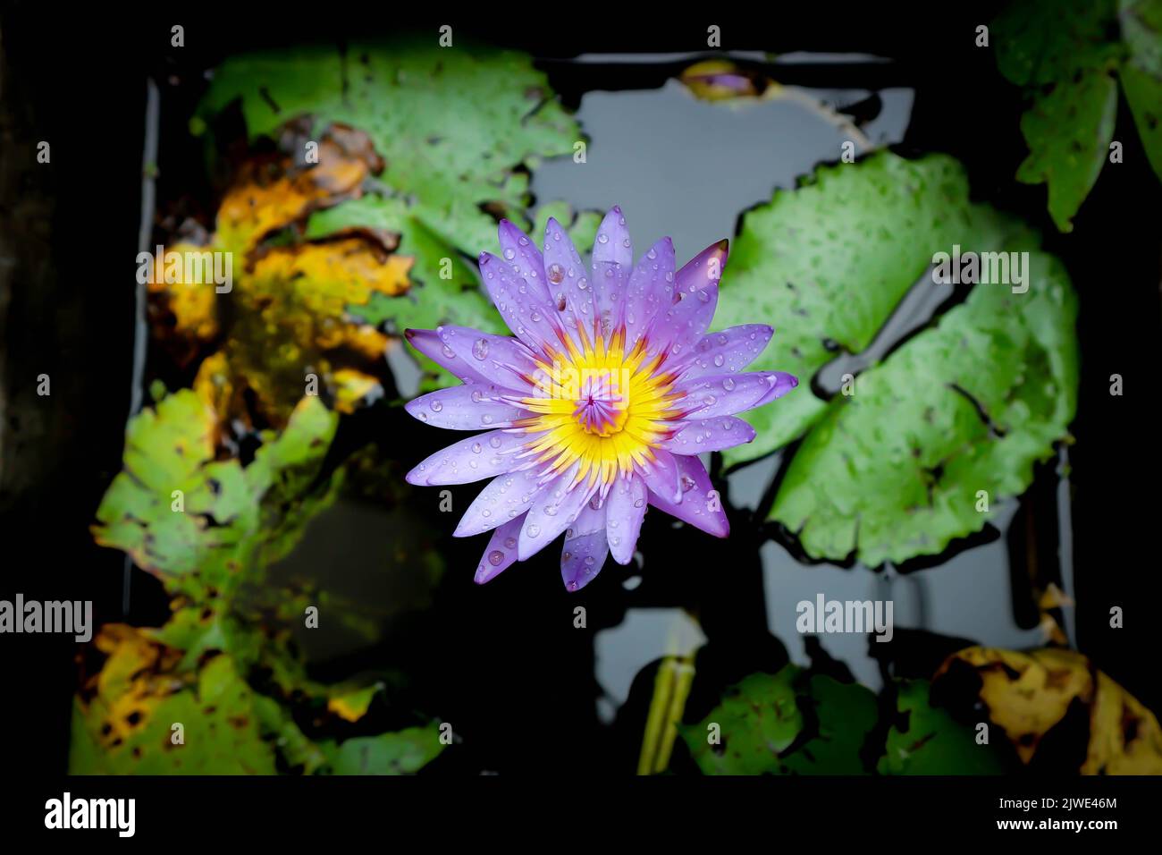 lotus or purple lotus or Water Lily or Nymphaea lotus in the pond Stock ...
