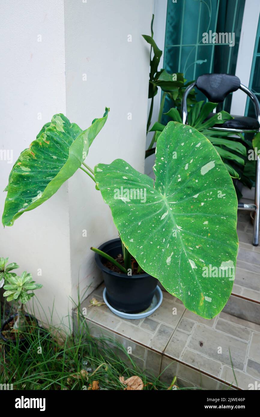 Colocasia milky way hi-res stock photography and images - Alamy
