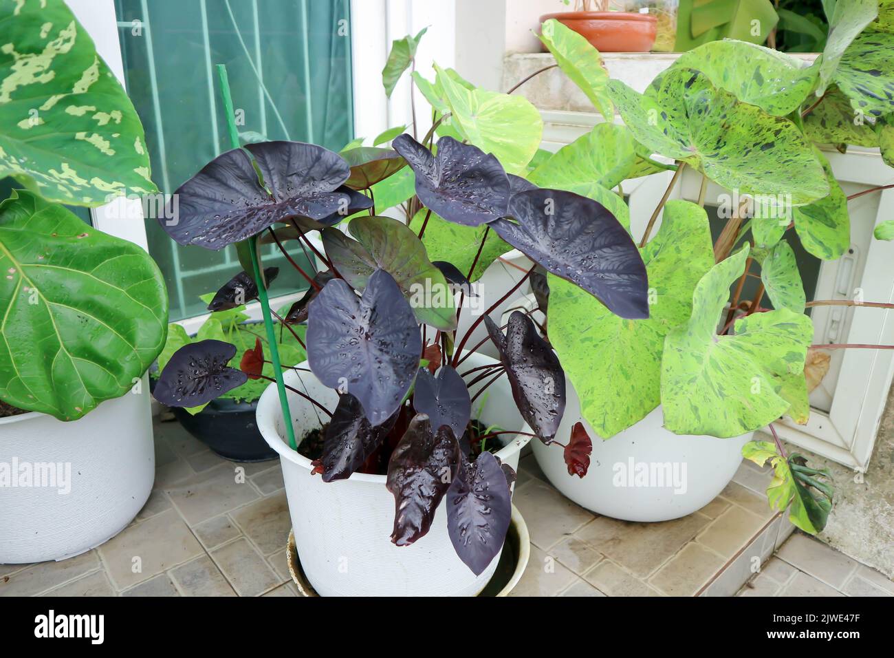 colocasia black ripple , Colocasia or black Colocasia plant and ...