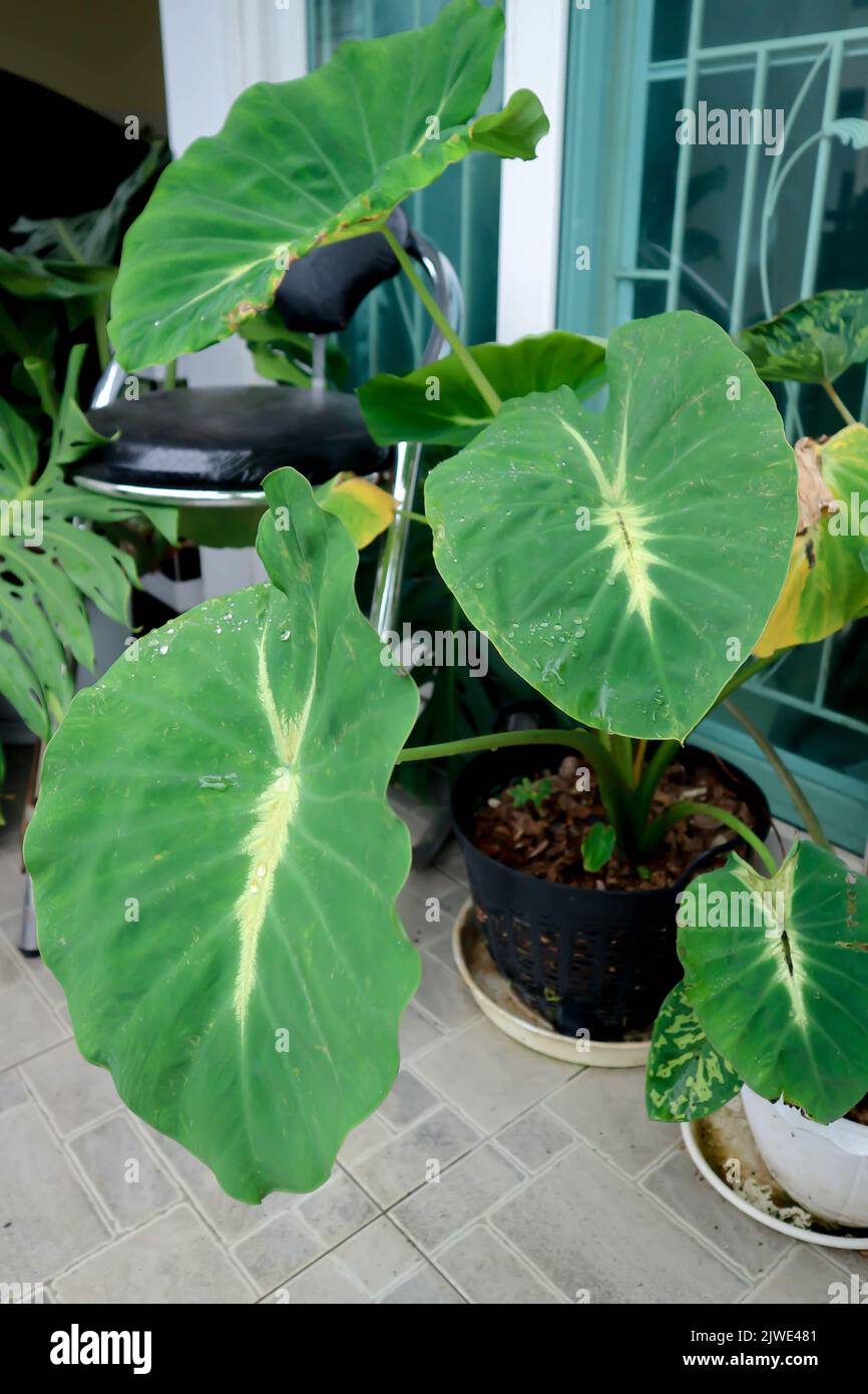 colocasia nancy, colocasia nancys revenge or Nancyana or Colocasia ...