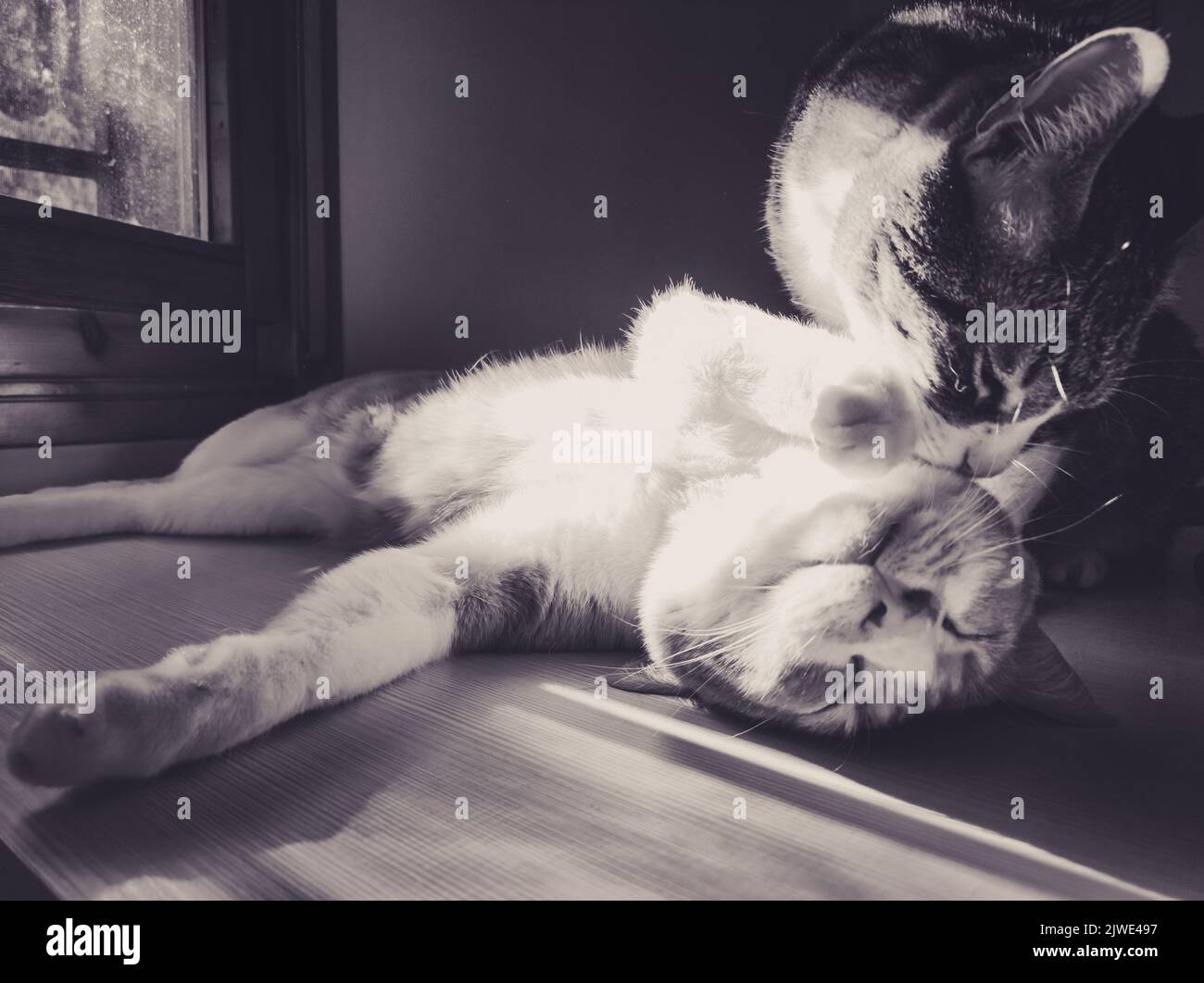 two cats playing and cuddling in black and white Stock Photo - Alamy