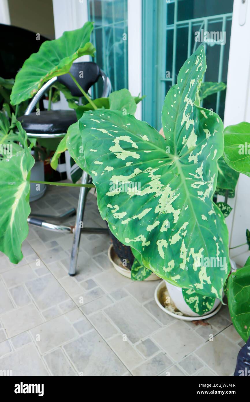 Colocasia Esculenta Hilo Beauty,Colocasia or Esculenta Hilo or ...
