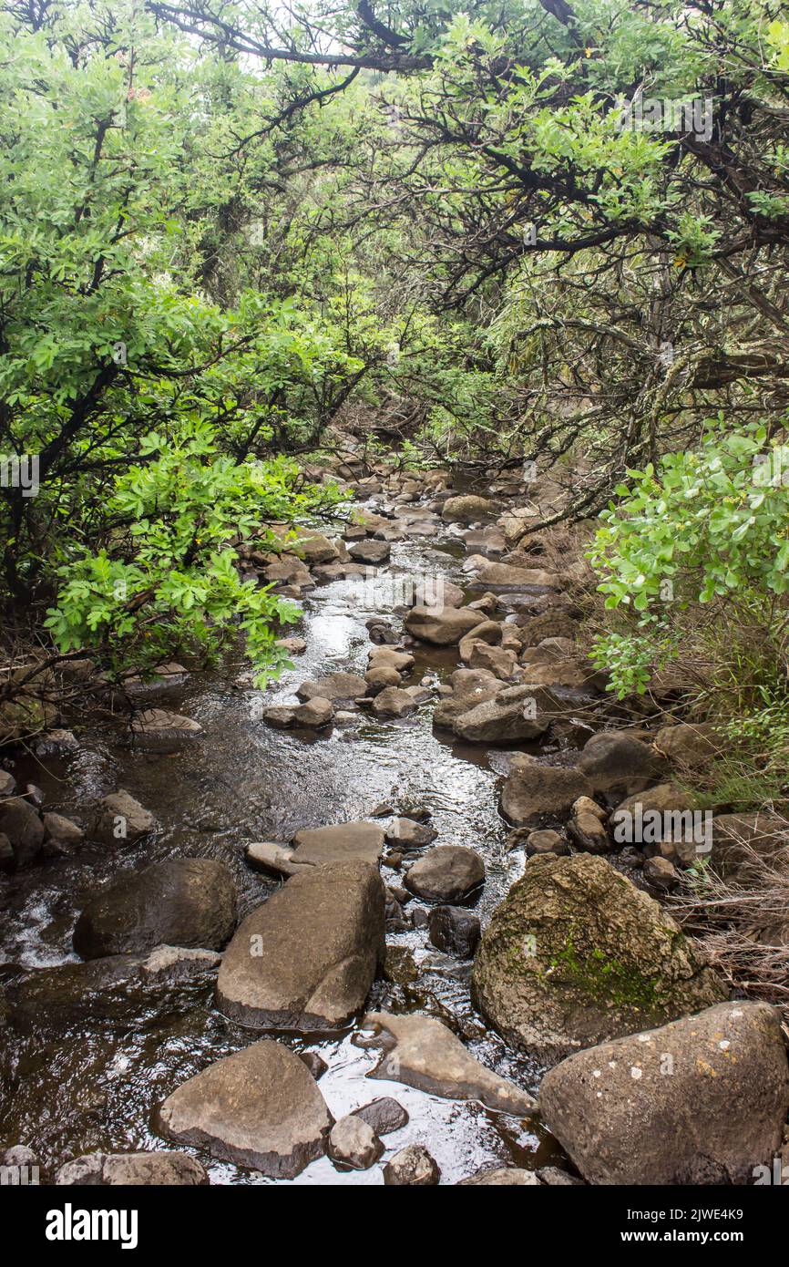 A small mountain stream, flowing through a grove of old wood trees ...
