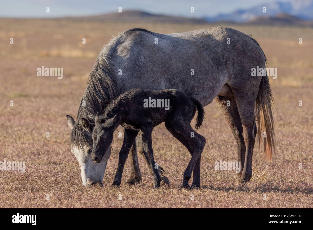 Wild Horse Mare and Newborn Foal in Spring in the Utah Desert Stock ...