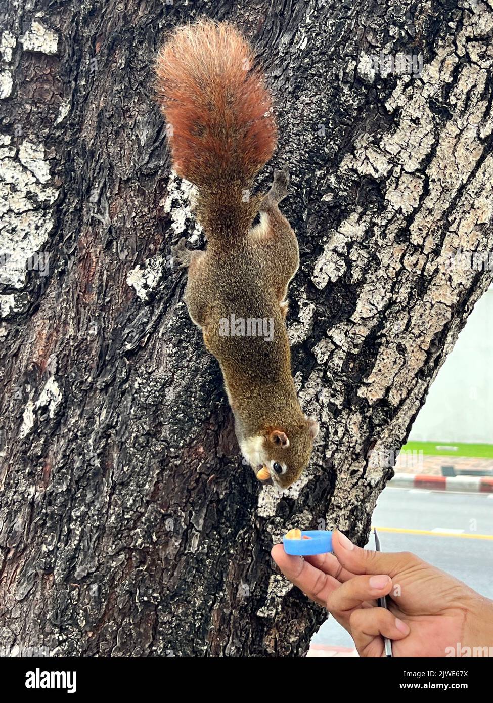 Real squirrel in tree hi-res stock photography and images - Alamy