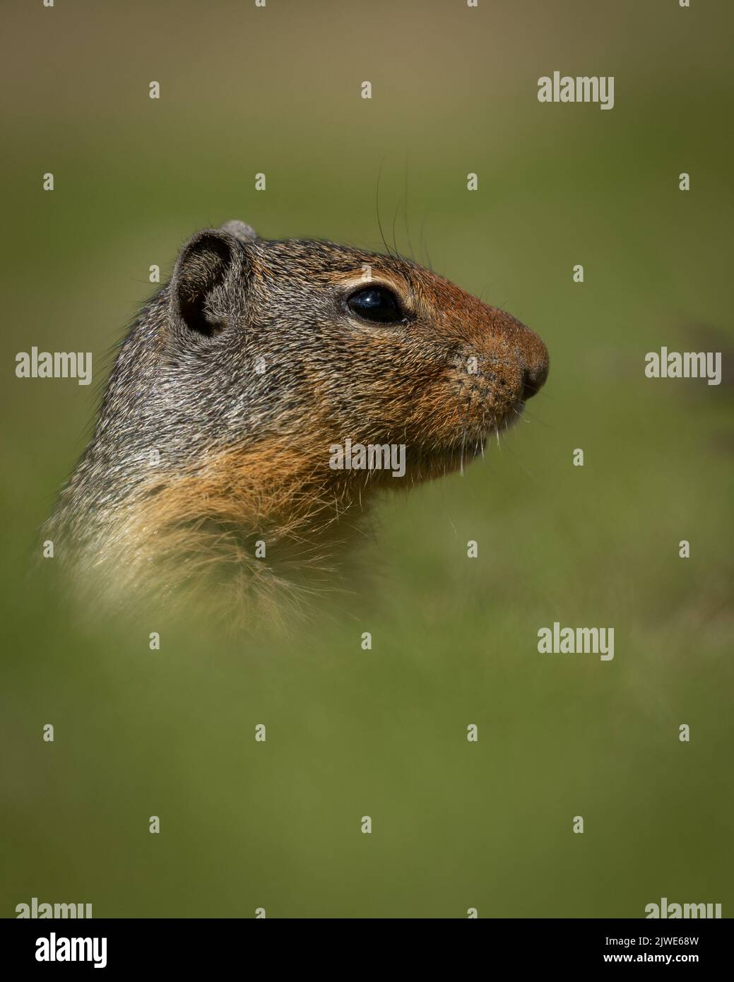 A closeup portrait of a cute Ground Squirrel on blurry green background ...