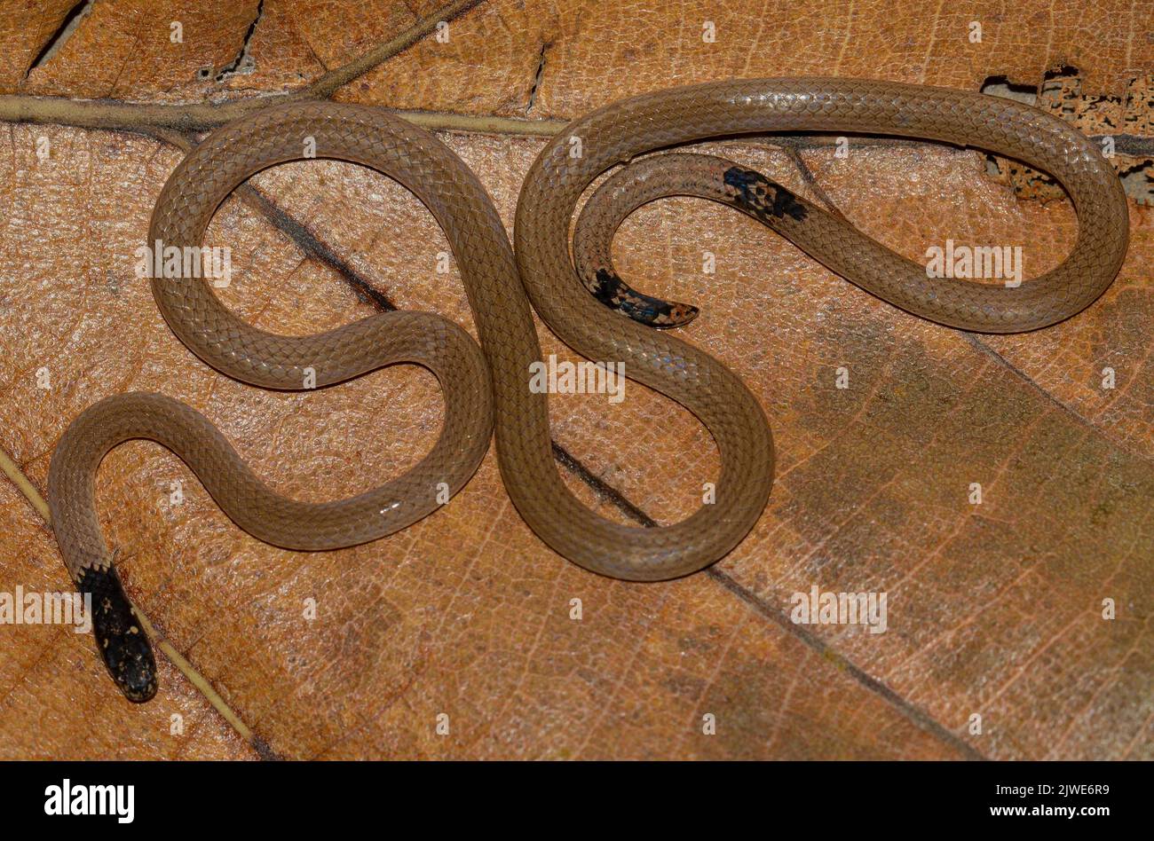 Close-up of Indian coral snake (Calliophis melanurus); red blackbanded ...