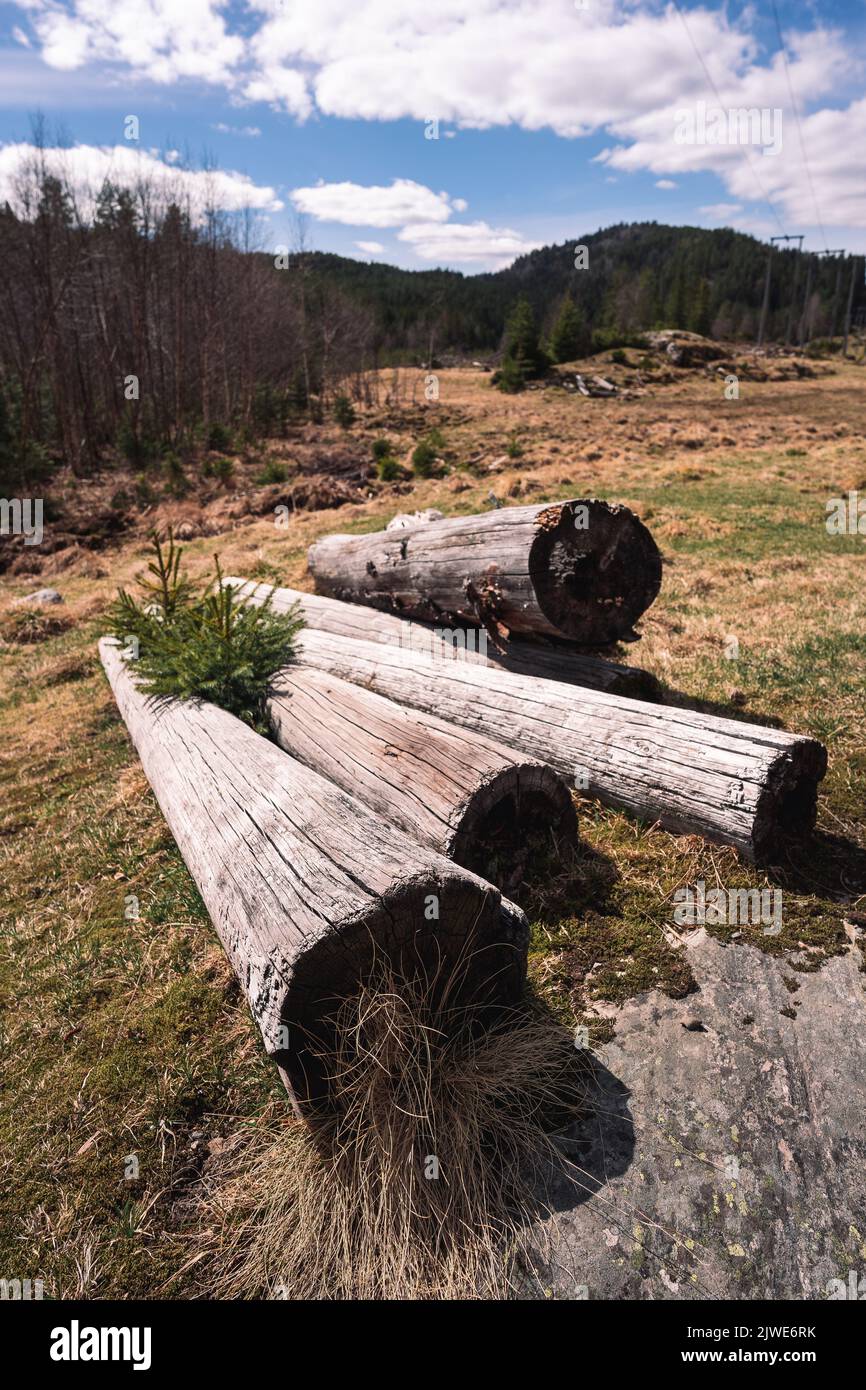 A vertical shot of cut tree trunks on the ground in the forest Stock ...