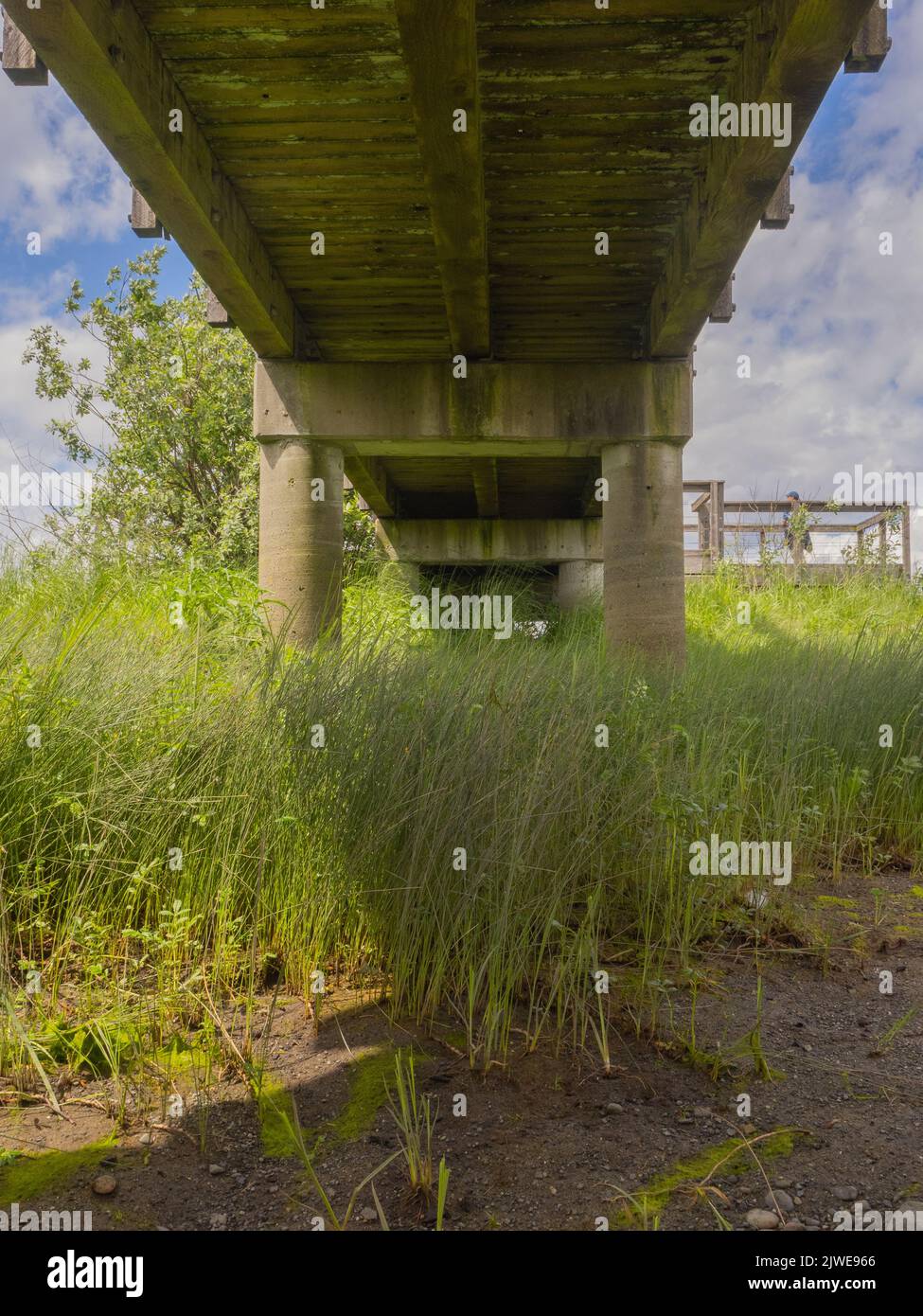 a vertical shot of the underside of a bridge surrounded with grass and ...