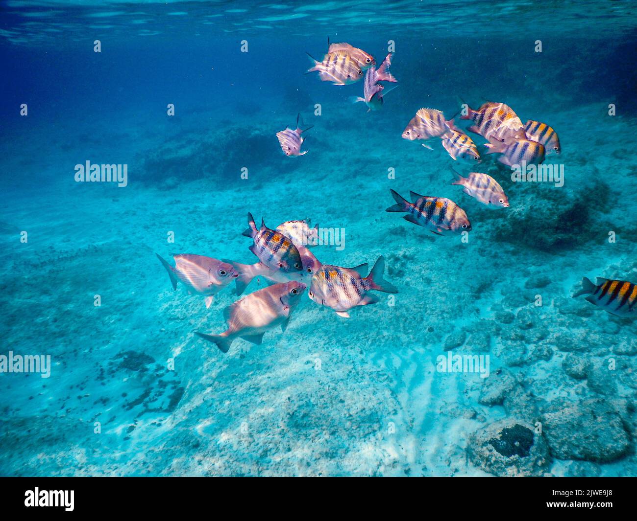 School of striped fish swimming in Caribbean Sea, Cancun, Mexico Stock ...