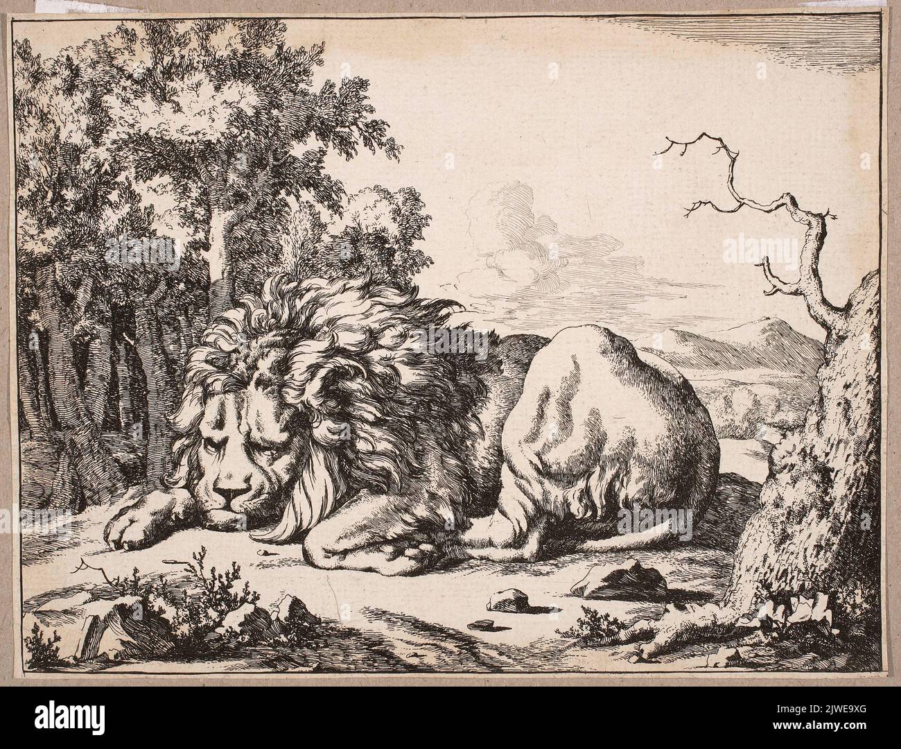 Sleeping lion. Bye, Marcus de (1639-ca 1688), graphic artist, Potter ...