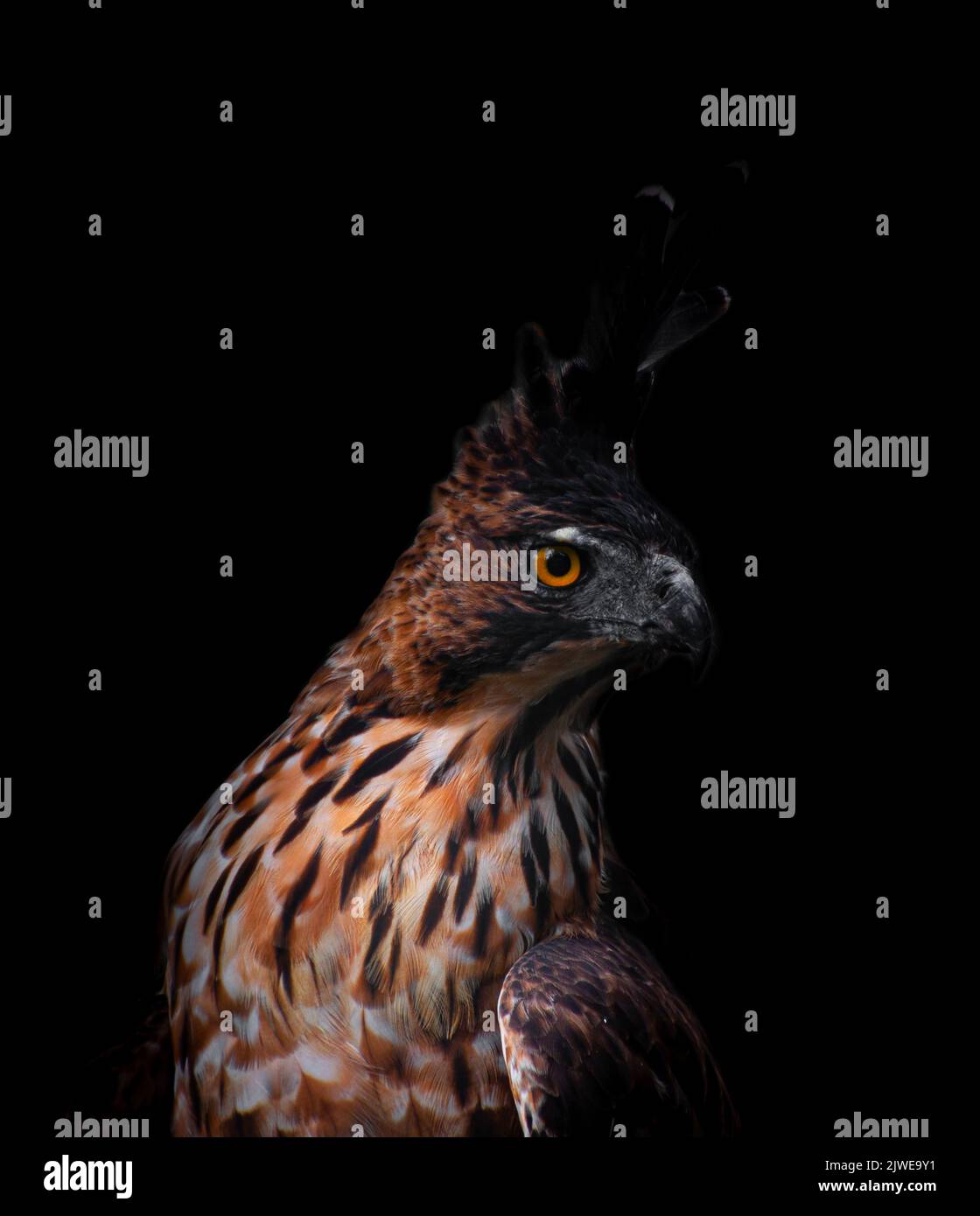 Portrait of a Javanese eagle, Indonesia Stock Photo - Alamy