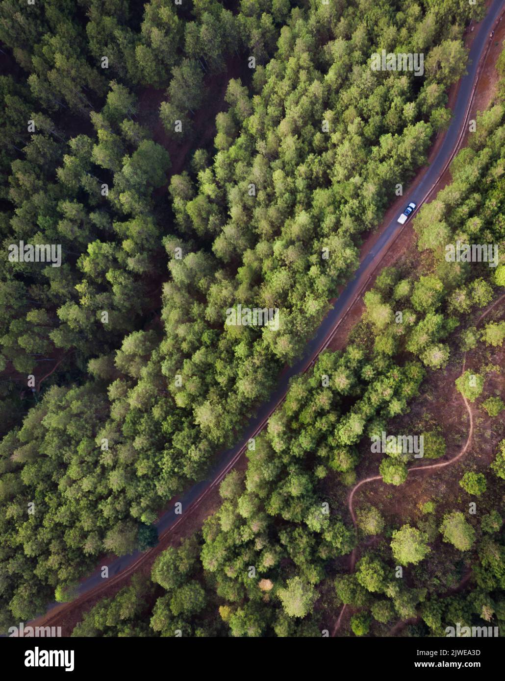 Aerial view of a car driving along a road through a pine forest, North ...