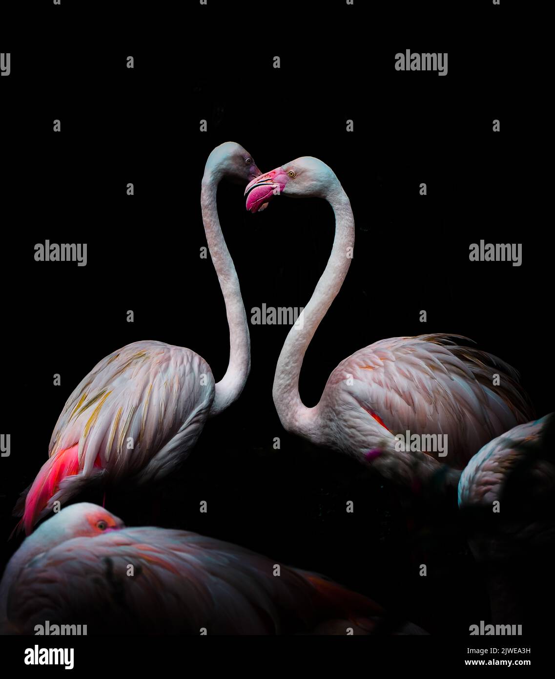 Animals Making A Heart