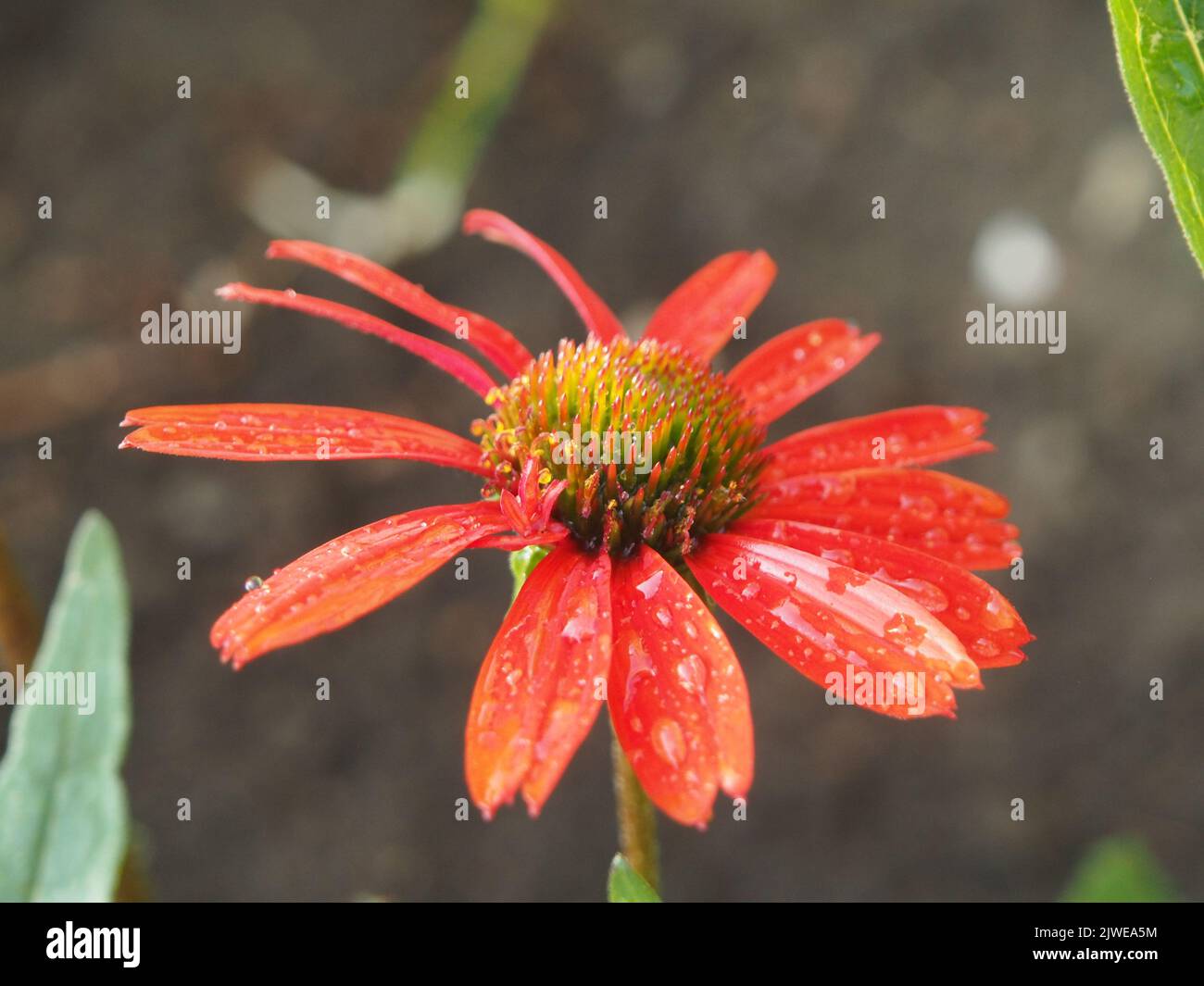 Deep orange Echinacea aka Coneflower, fully open with raindrops Stock ...