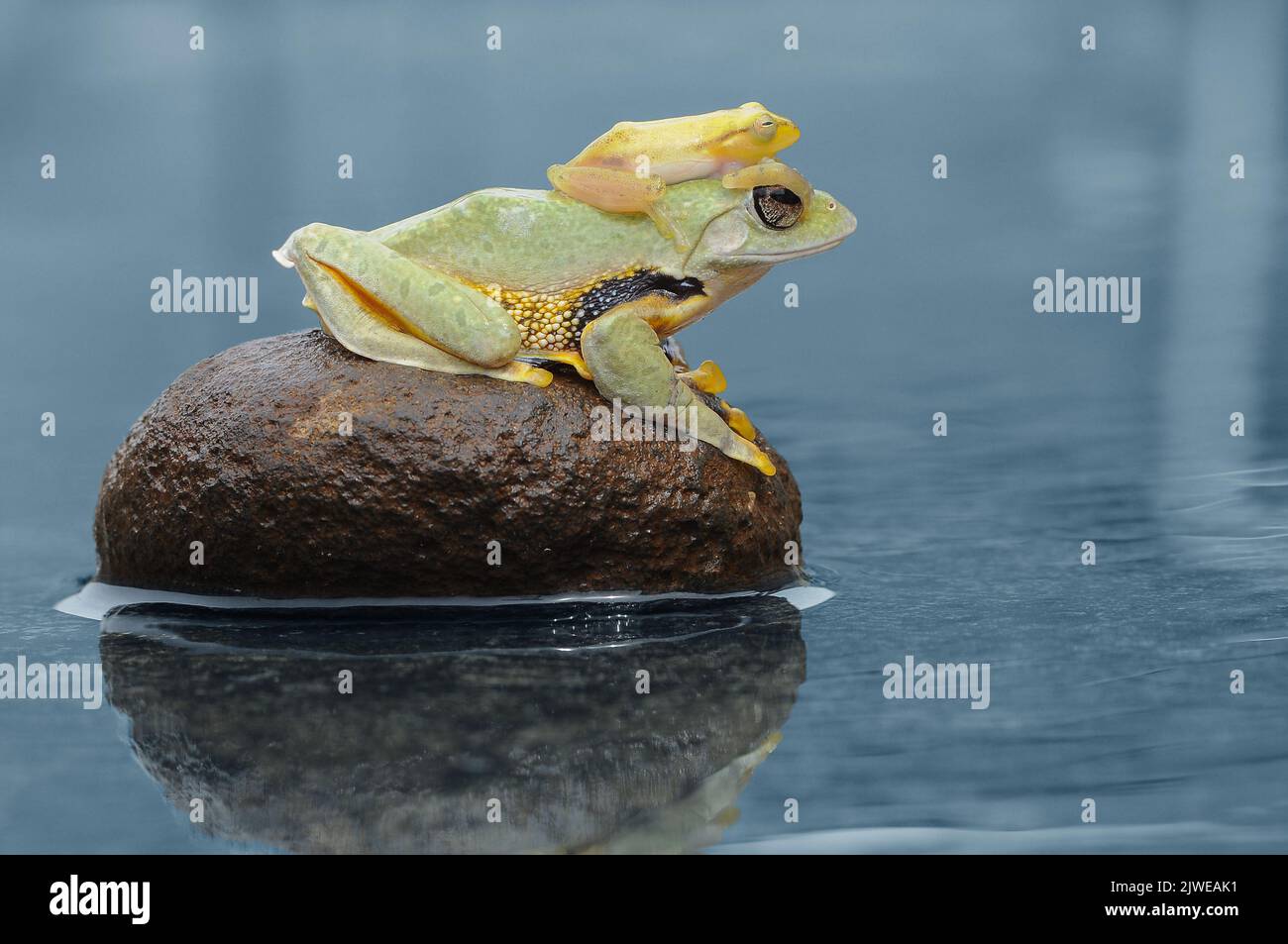 Miniature frog sitting on a larger frog on a rock in a pond, Indonesia ...