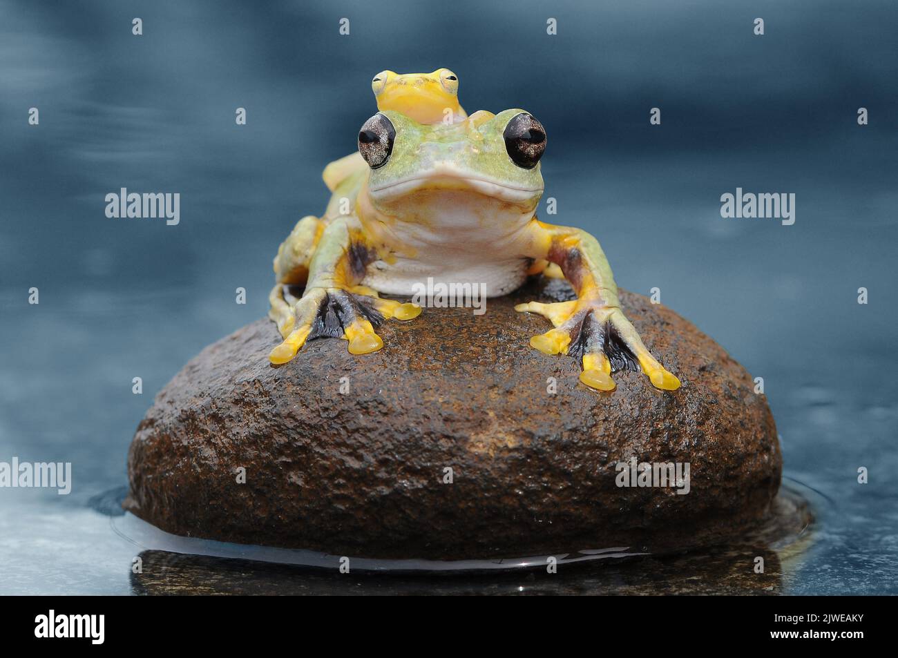 Miniature frog sitting on a larger frog on a rock in a pond, Indonesia ...