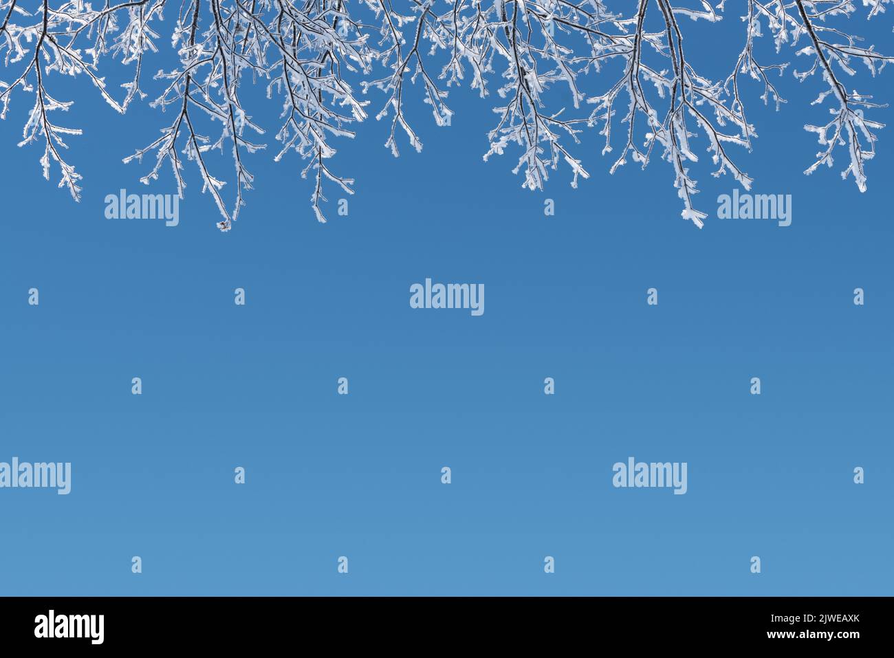 Winter background with branches in snow against the blue sky with copy space for text Stock ...