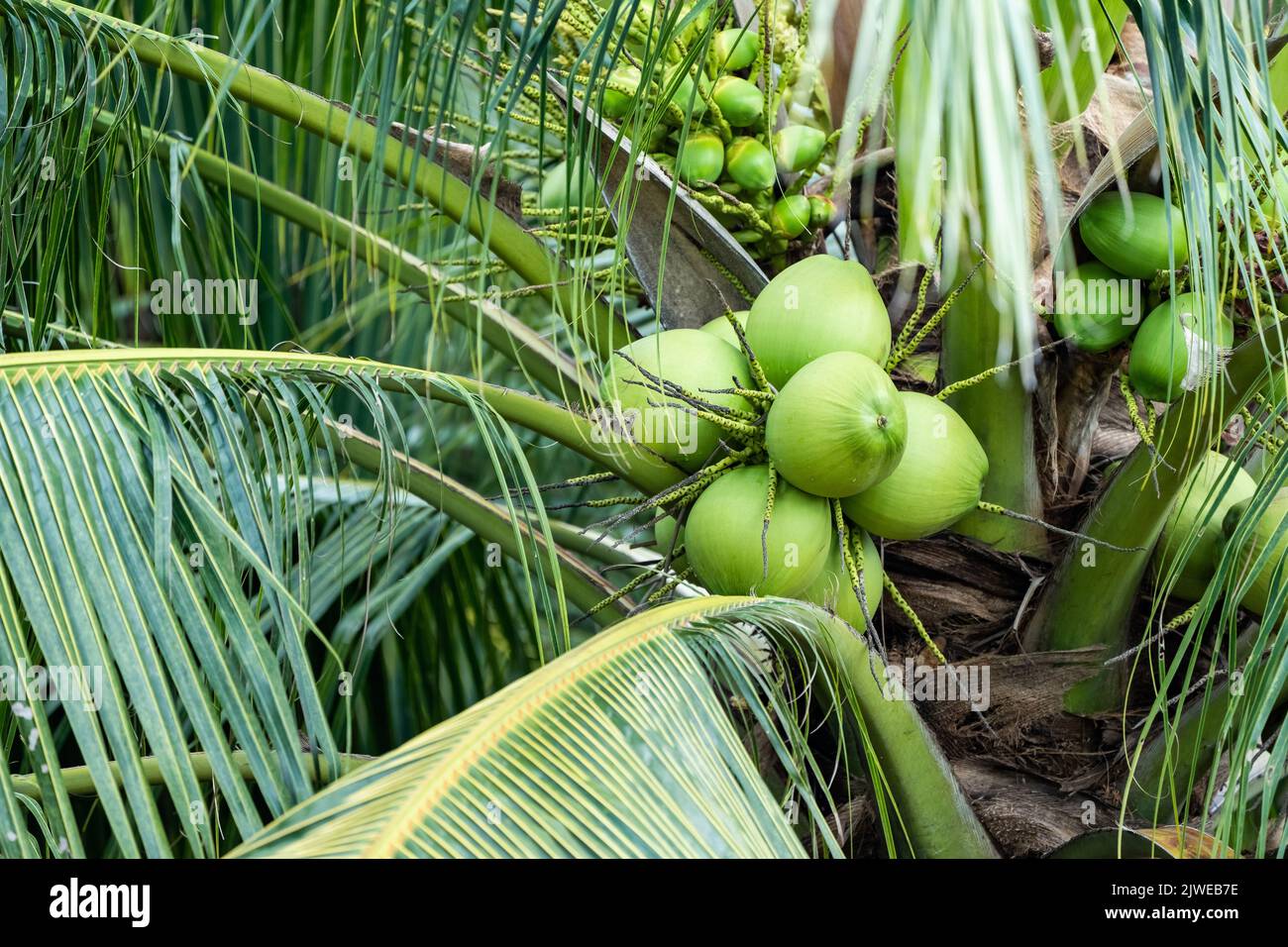 coconut tree, Cocos nucifera is a member of the palm tree family ...