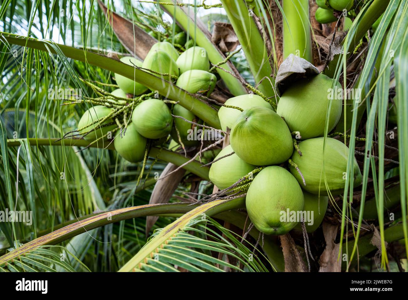 coconut tree, Cocos nucifera is a member of the palm tree family ...
