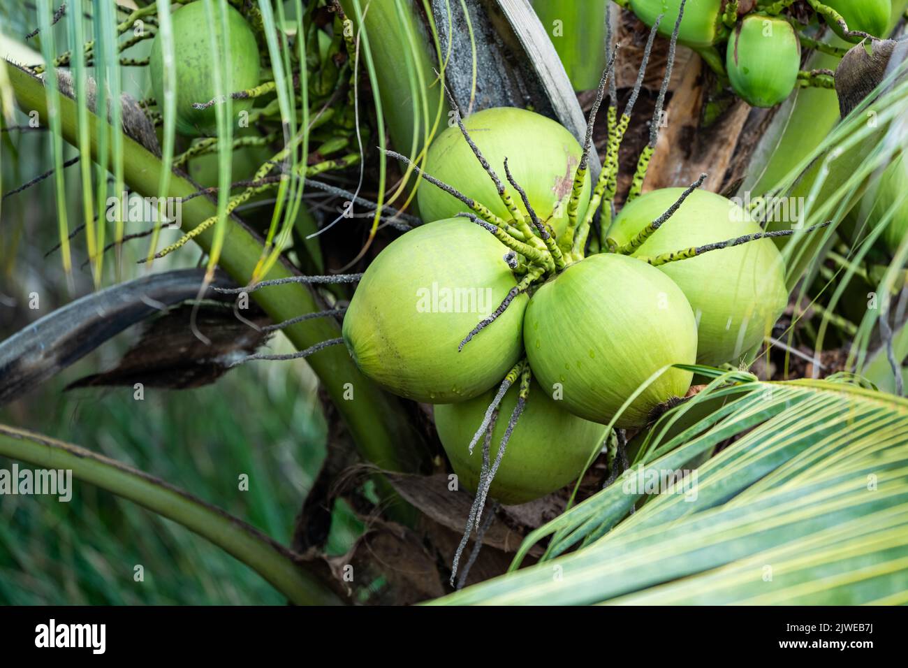 coconut tree, Cocos nucifera is a member of the palm tree family ...