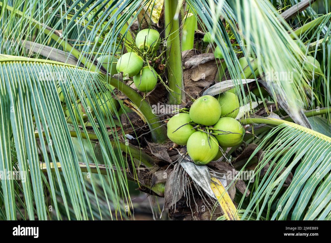 coconut tree, Cocos nucifera is a member of the palm tree family ...