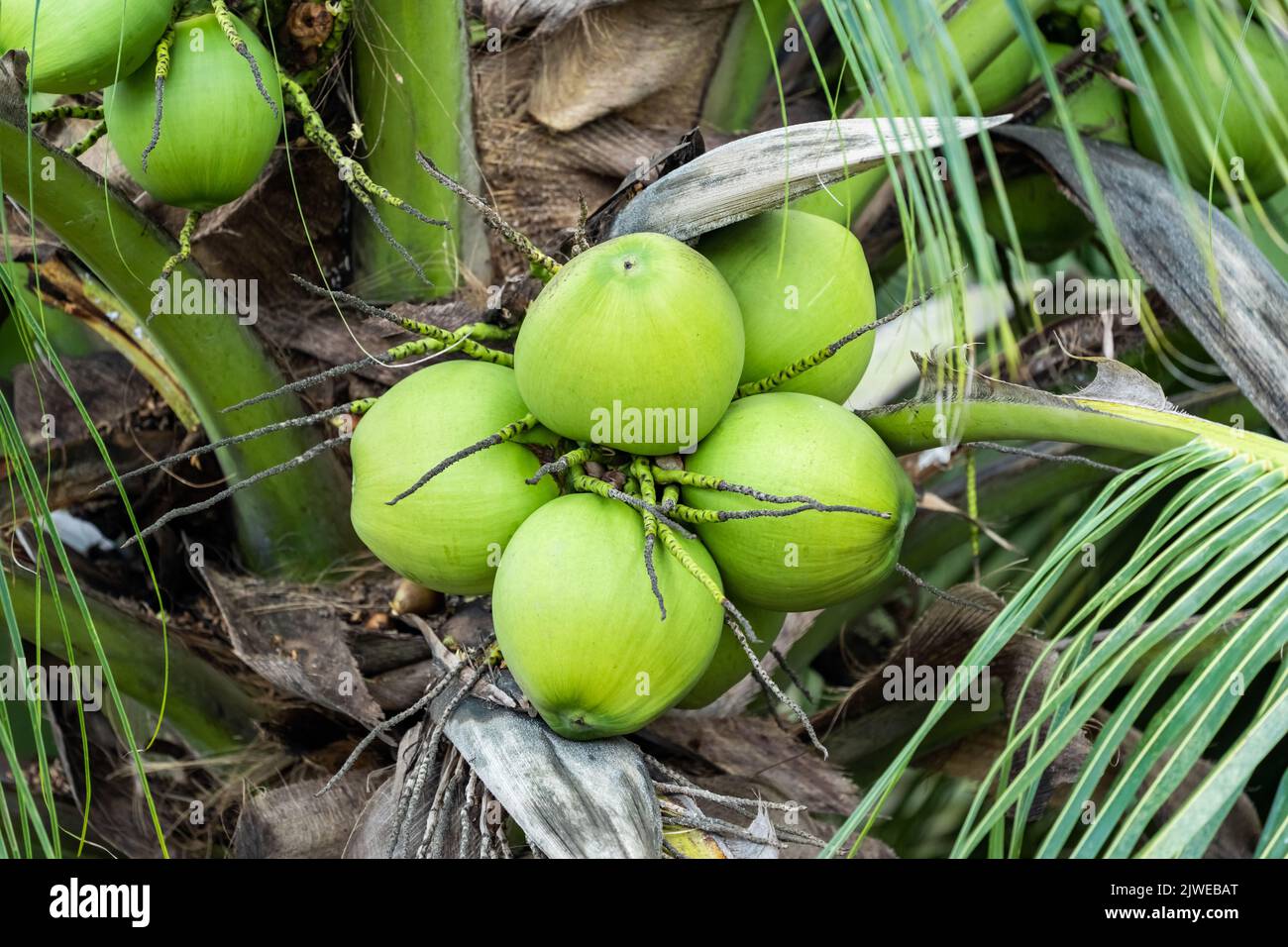 coconut tree, Cocos nucifera is a member of the palm tree family ...