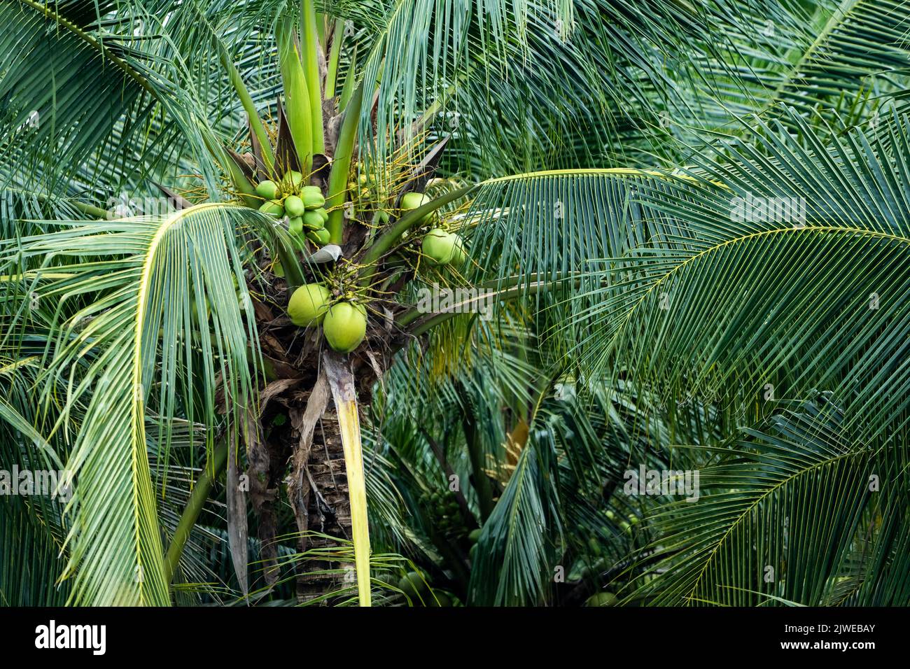 coconut tree, Cocos nucifera is a member of the palm tree family ...