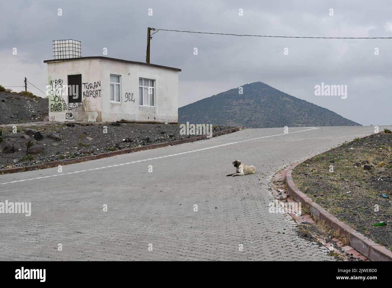 A big white street dog lying on the ground in Turkey Stock Photo - Alamy