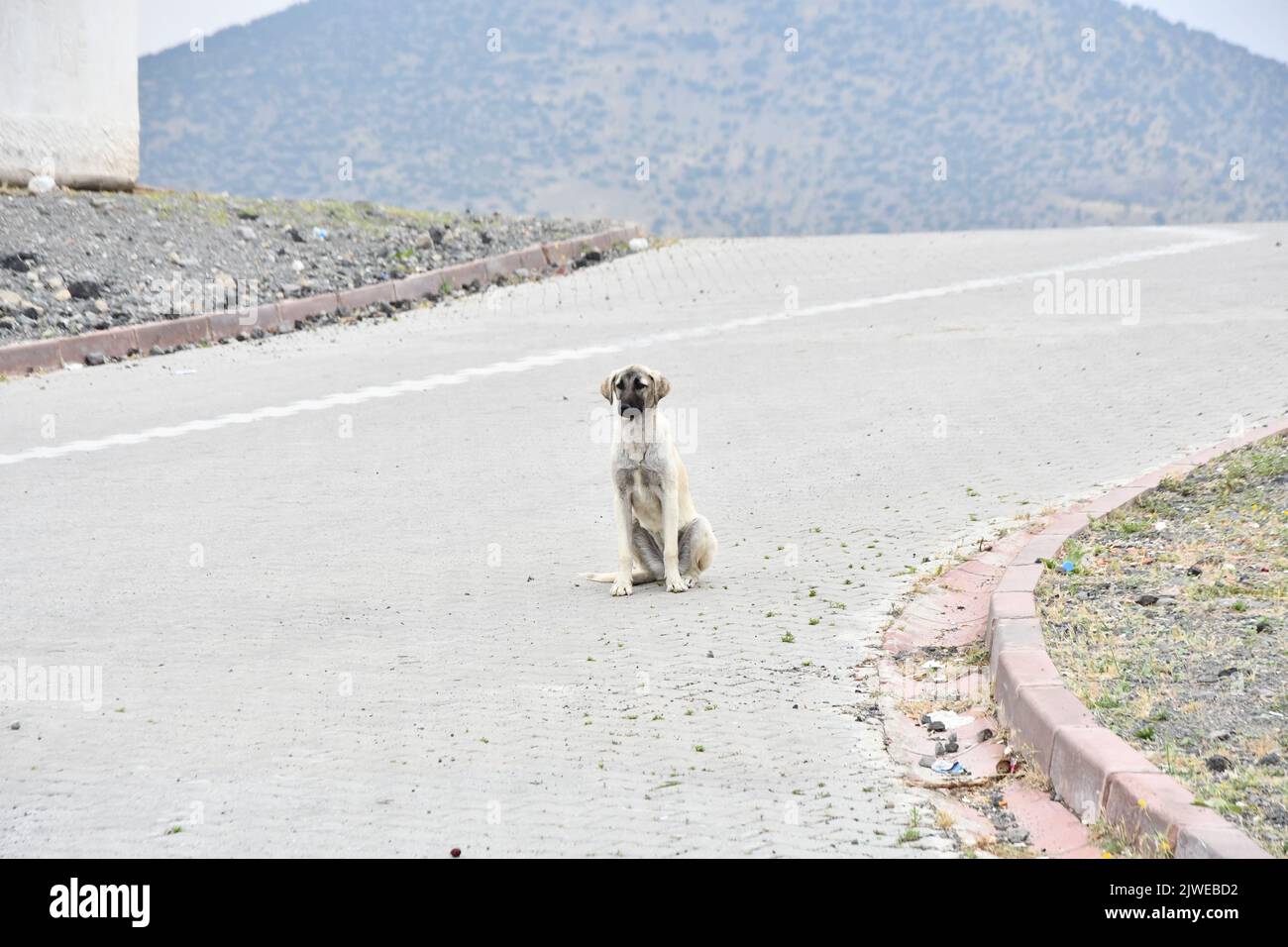 A big white street dog in Turkey Stock Photo - Alamy