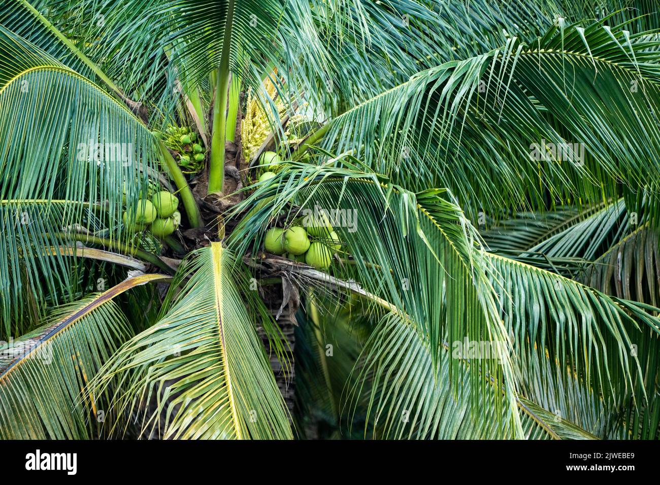 coconut tree, Cocos nucifera is a member of the palm tree family ...