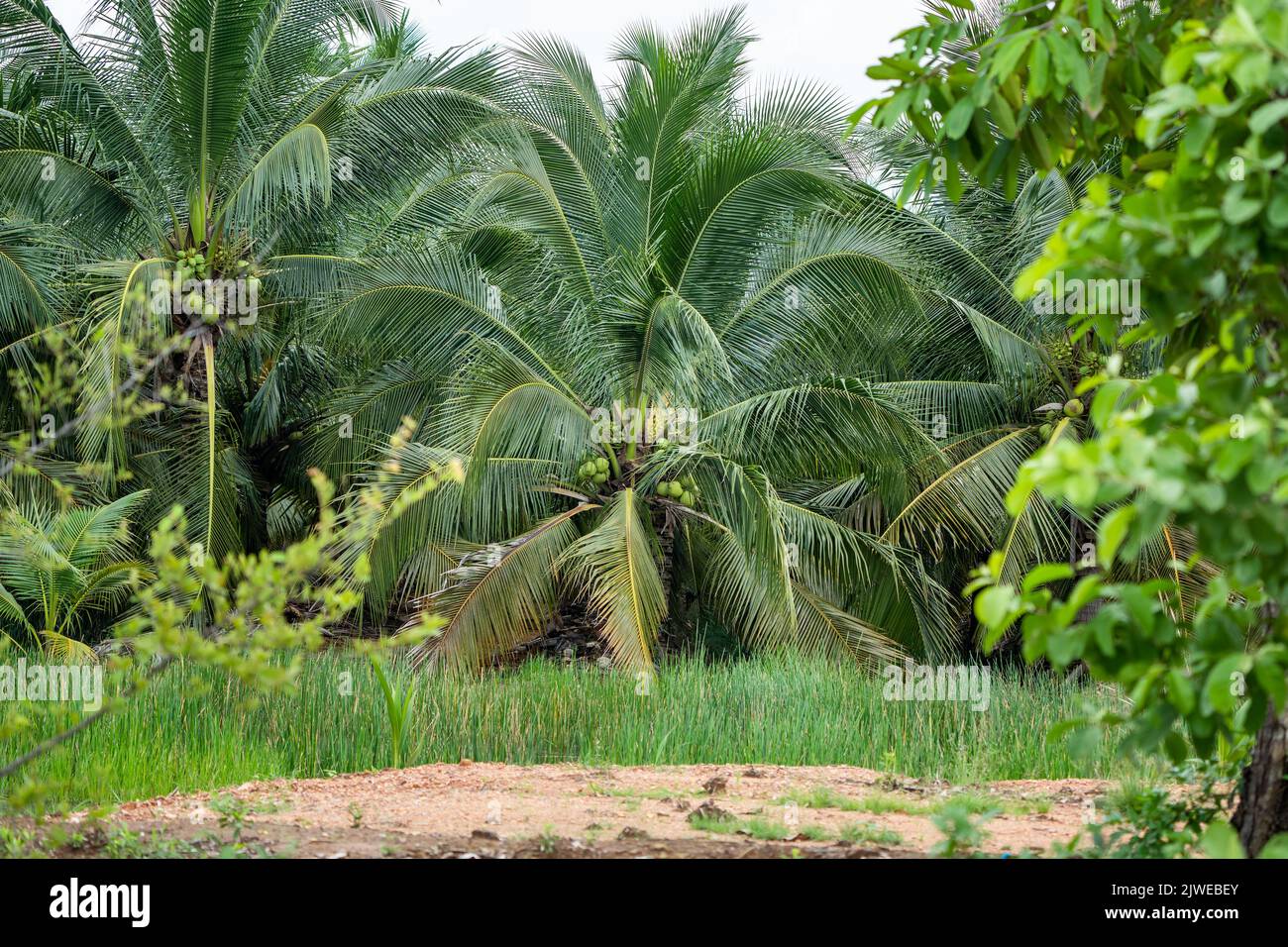 coconut tree, Cocos nucifera is a member of the palm tree family ...