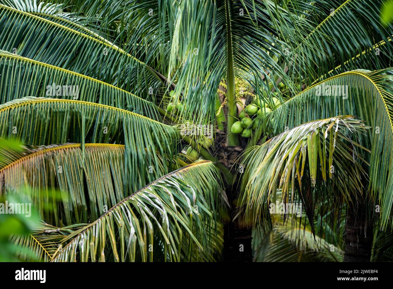 coconut tree, Cocos nucifera is a member of the palm tree family ...